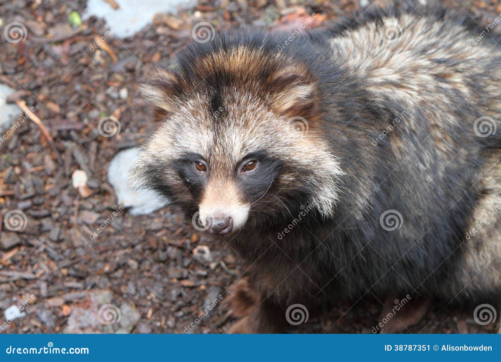Wasbeerhond, Nyctereutes Procyonoides Stock Afbeelding - Image of nave ...