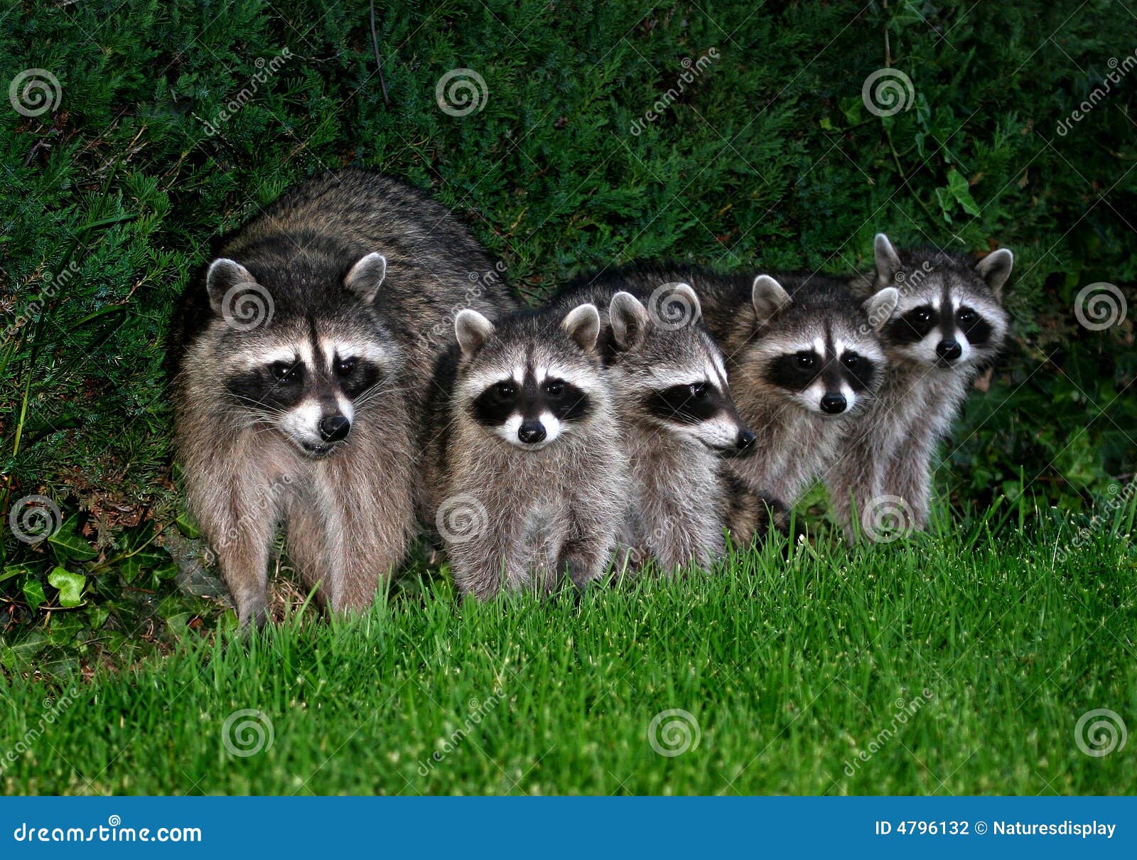 Wasberen stock foto. Image of bont, ouder, familie, moeder - 4796132