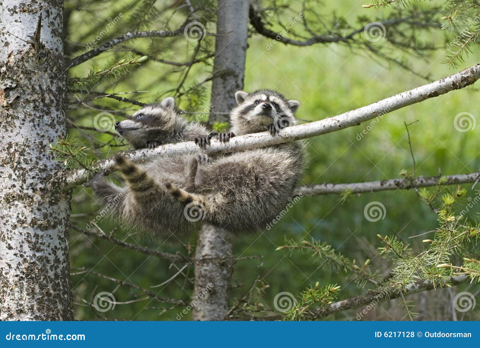 Wasberen stock foto. Image of wild, wasbeer, jong, nave - 6217128