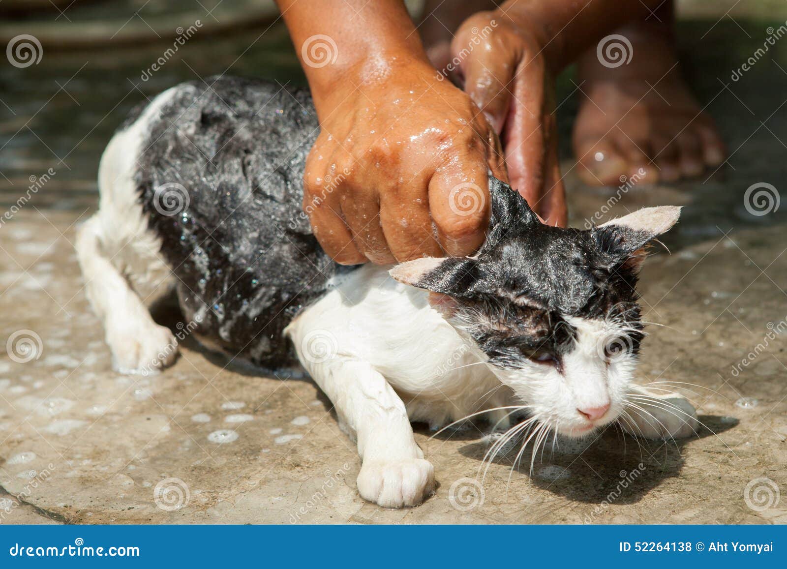 Wash cat stock photo. Image of shower, showerhead, water - 52264138