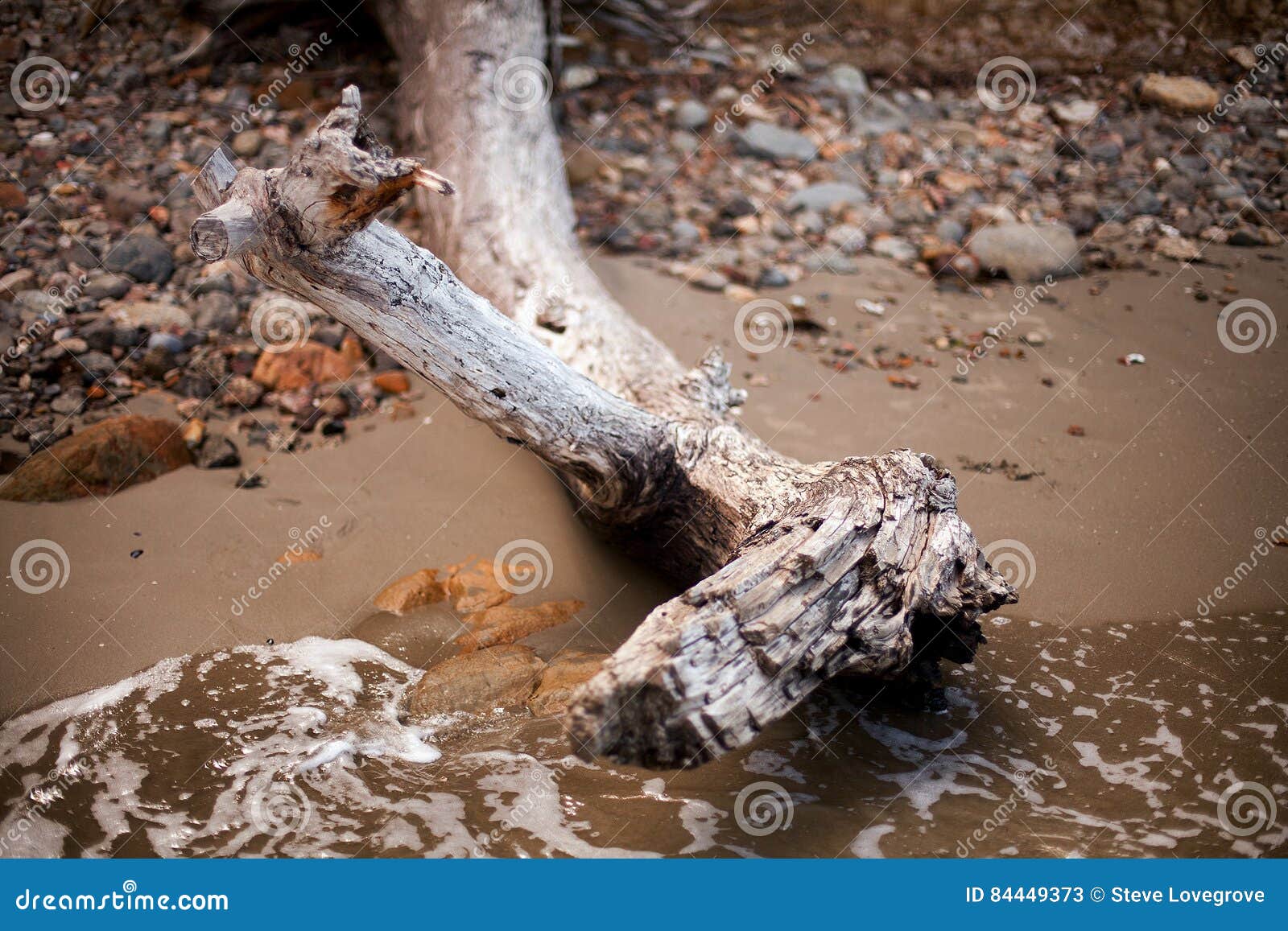 Washed ashore tree branch stock image. Image of driftwood - 84449373