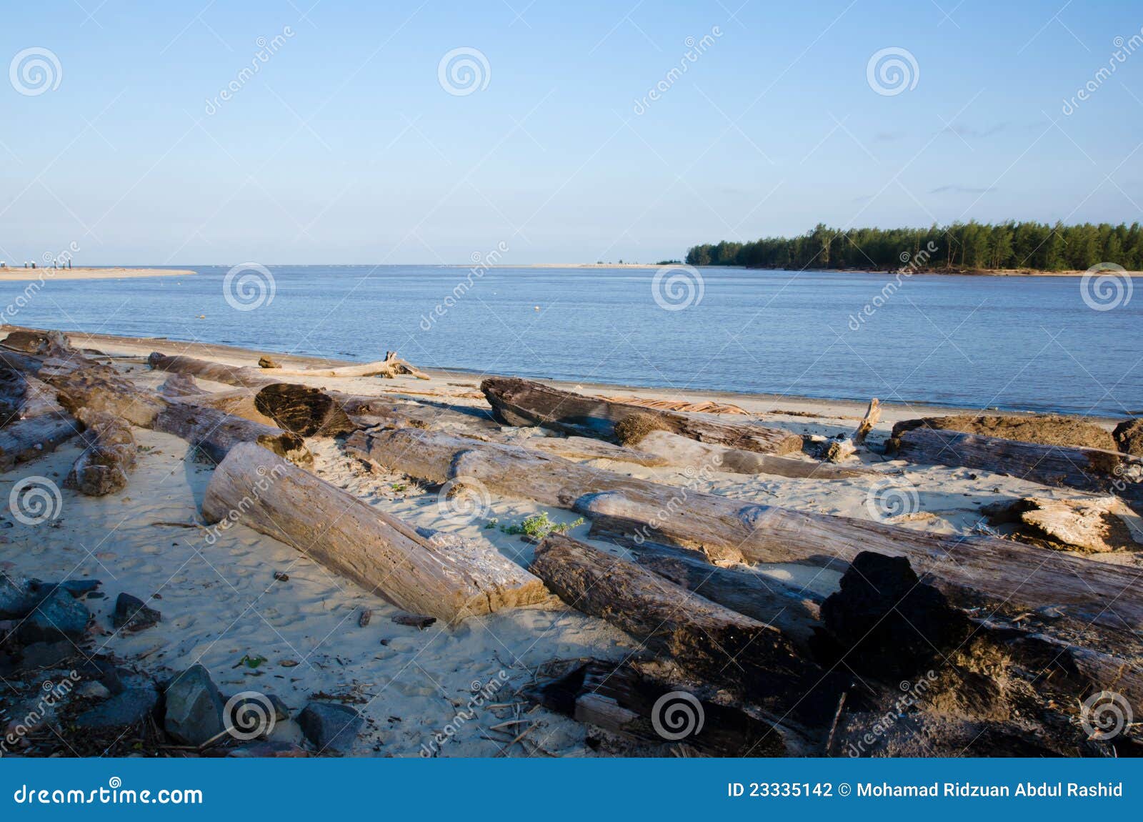 Washed Away Logs by the Beach Stock Photo - Image of beach, logs: 23335142
