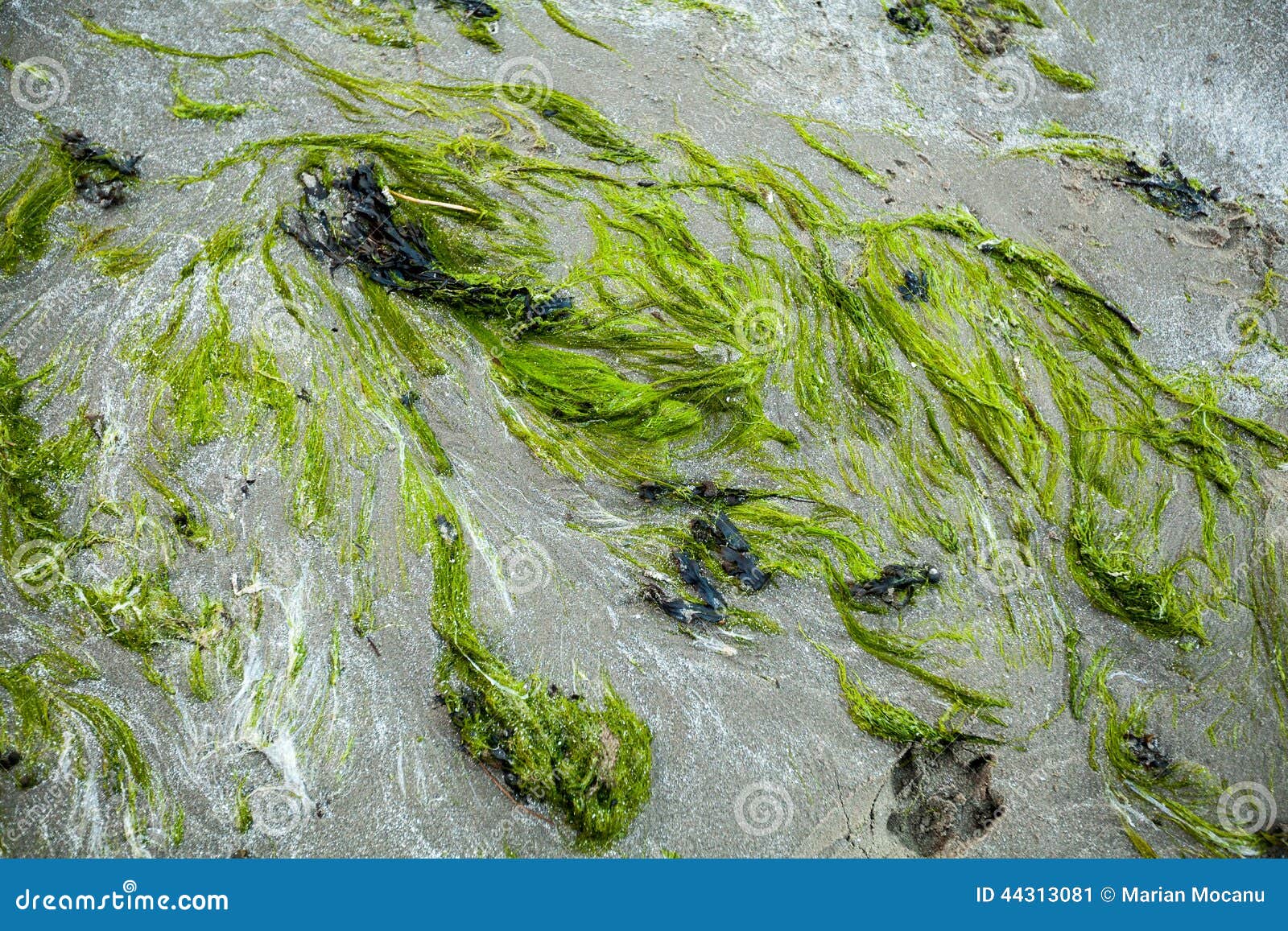 Washed down sea weed stock image. Image of tide, seaside - 44313081