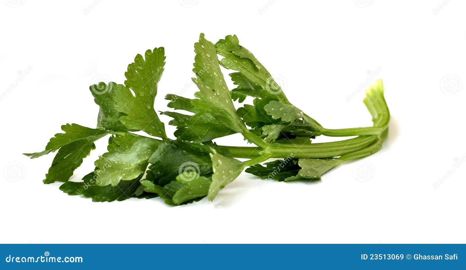 Washed leek leaf stock image. Image of wash, green, vegetable - 23513069