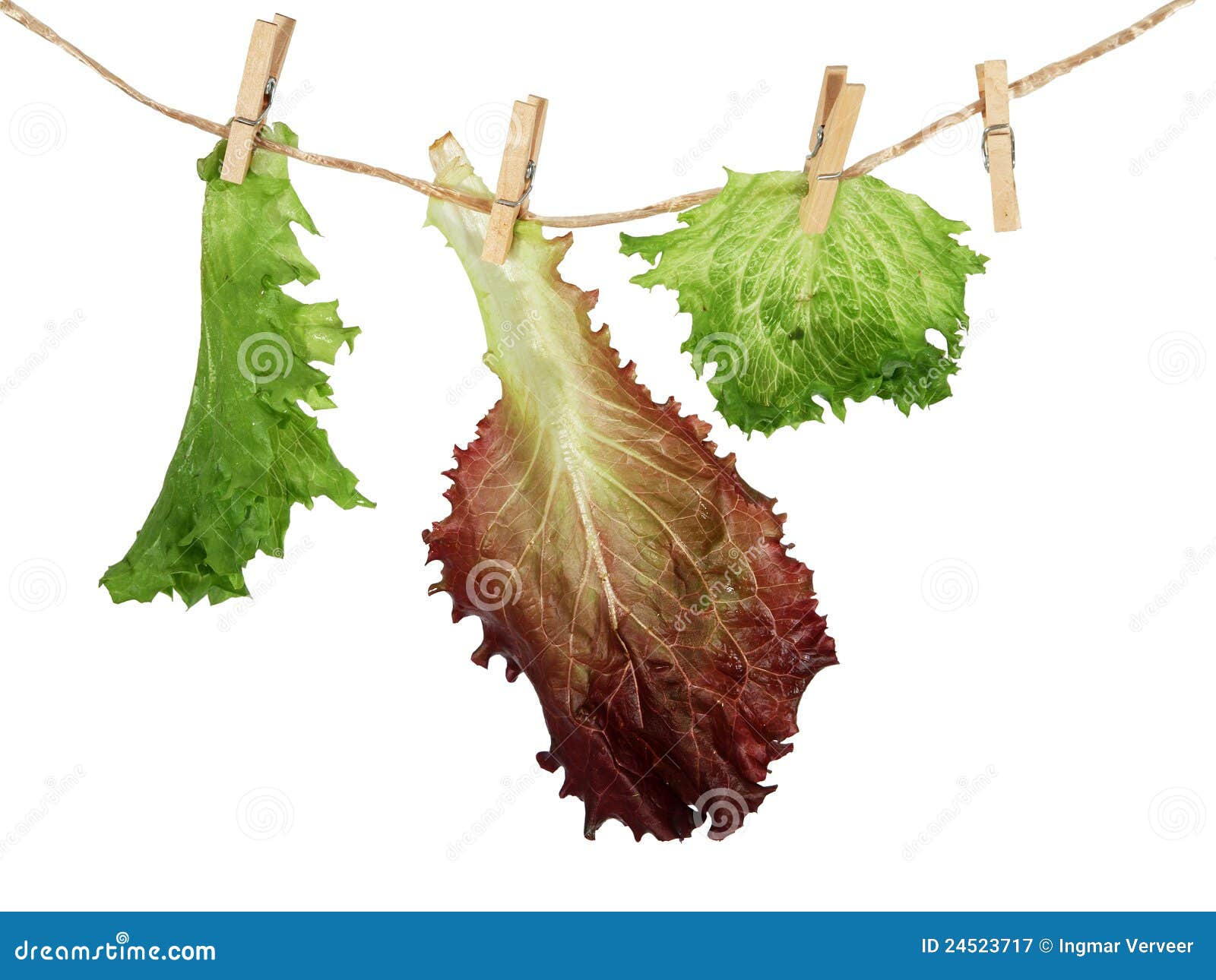 Washed lettuce stock image. Image of greens, healthy - 24523717