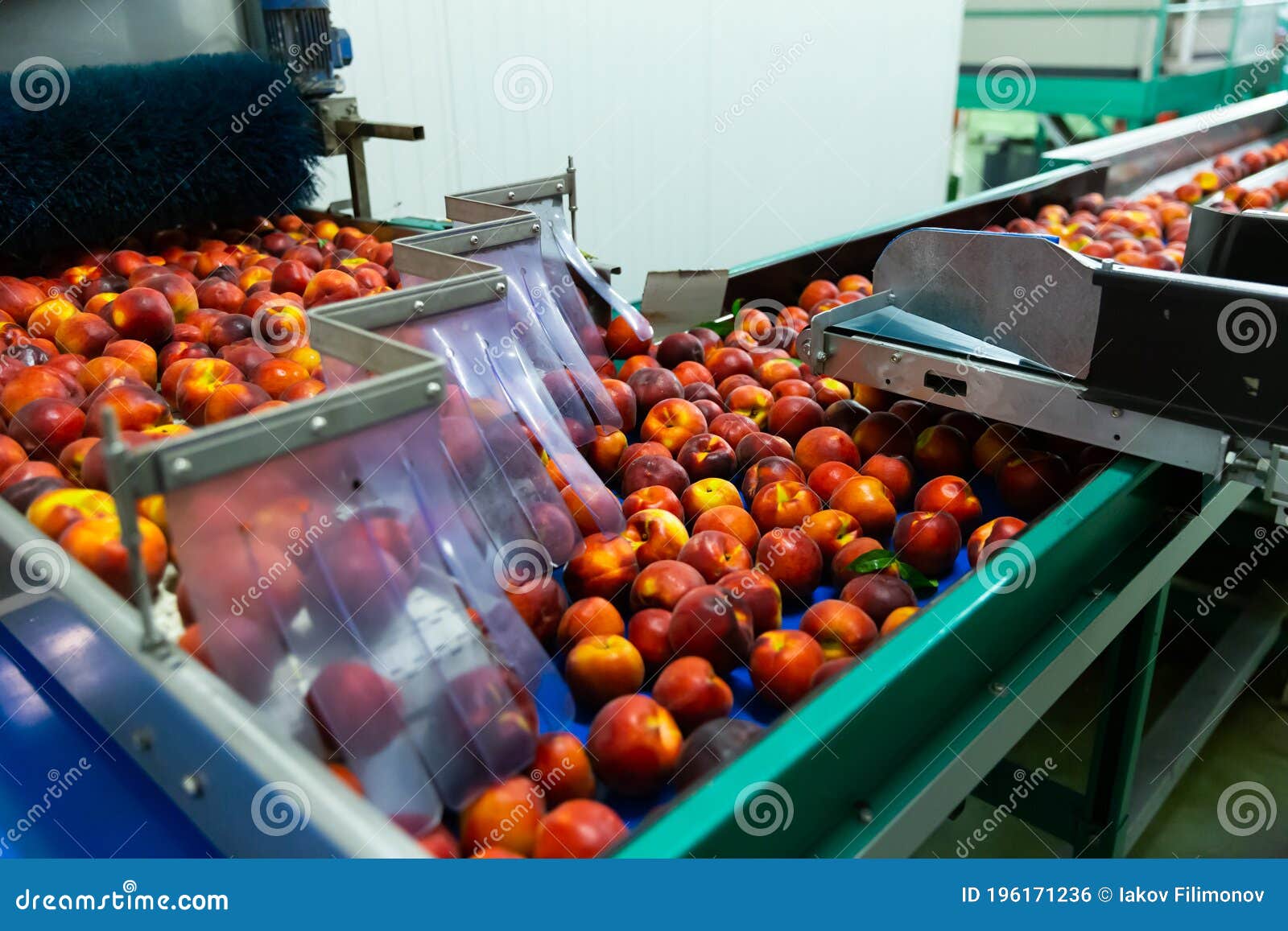 Washed Peaches on Sorting Conveyor Belt in Fruit Packing Plant Stock ...