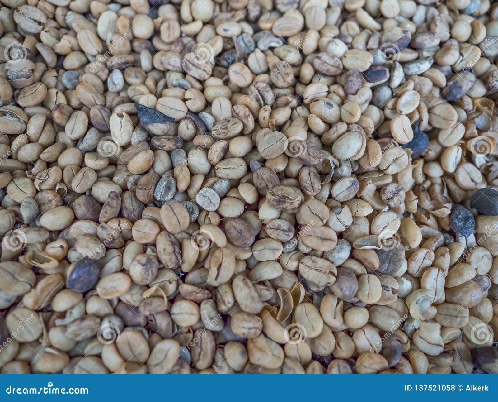 Washed Process Coffee Beans Stock Photo - Image of brown, monteverde ...
