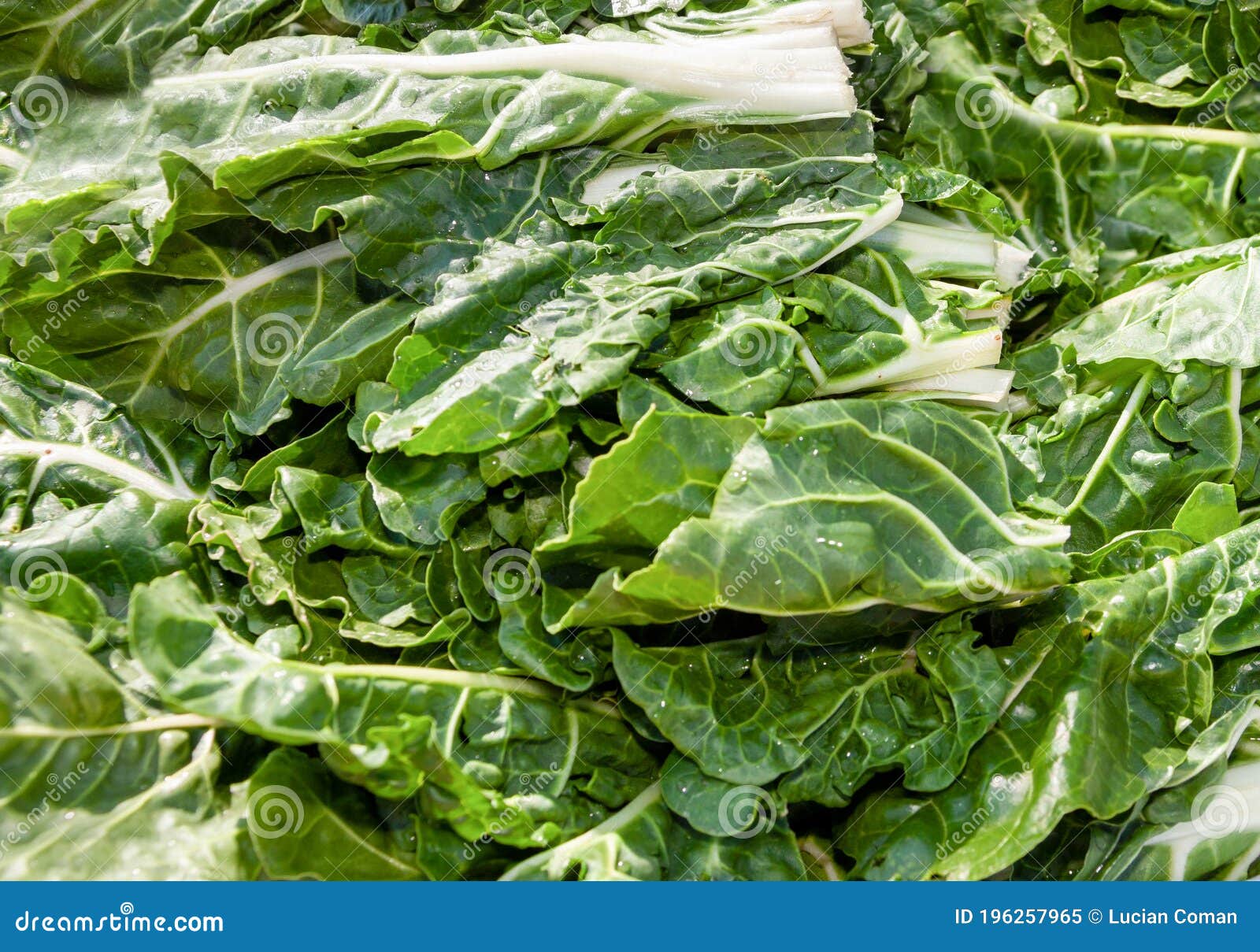 Washed spinach stock image. Image of diet, delicious - 196257965