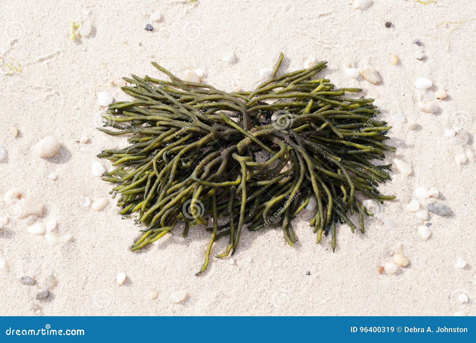 Seaweed on the sand stock image. Image of seaweed, greenish - 96400319