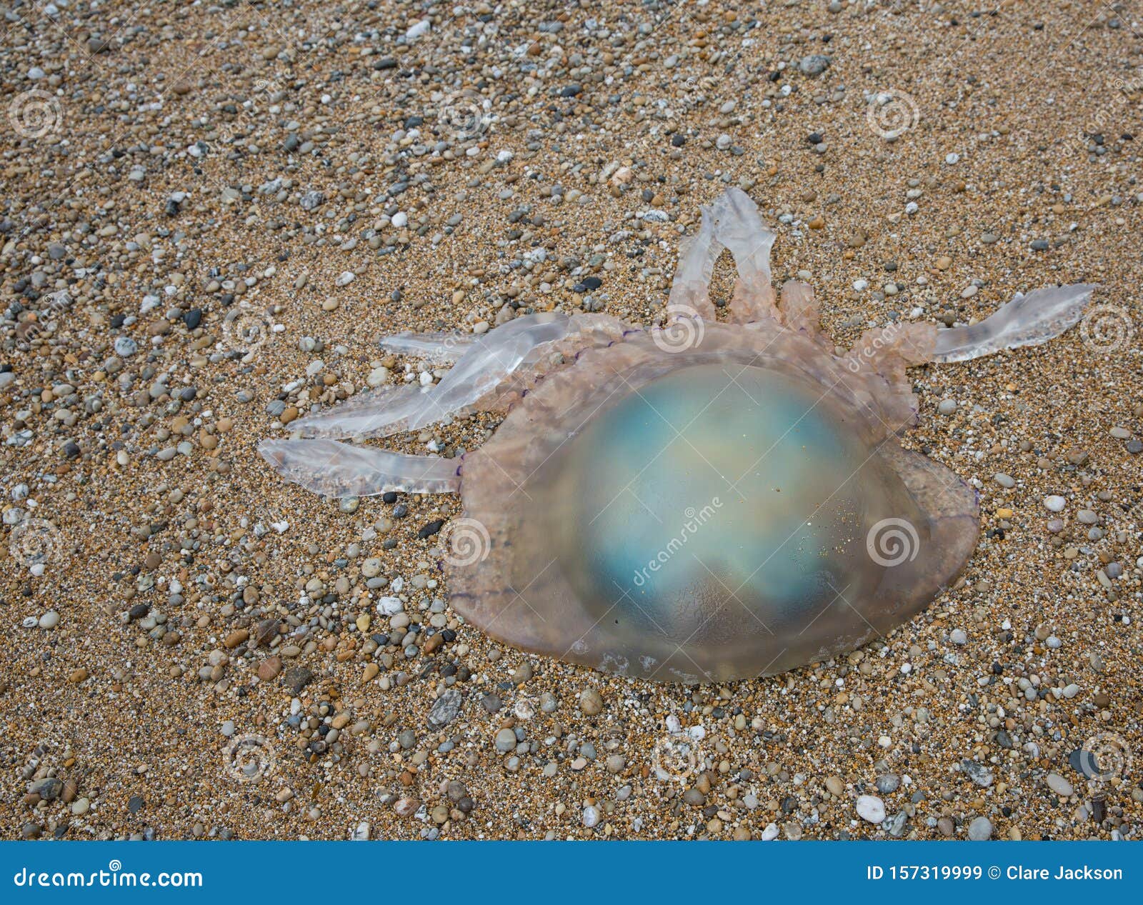Washed Up and Beached Barrell Jellyfish Stock Image - Image of england ...