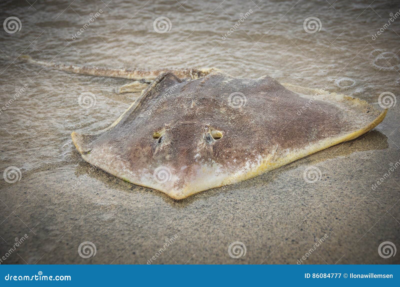 Washed Up Dead Stingray on Beach Stock Image - Image of industrial ...