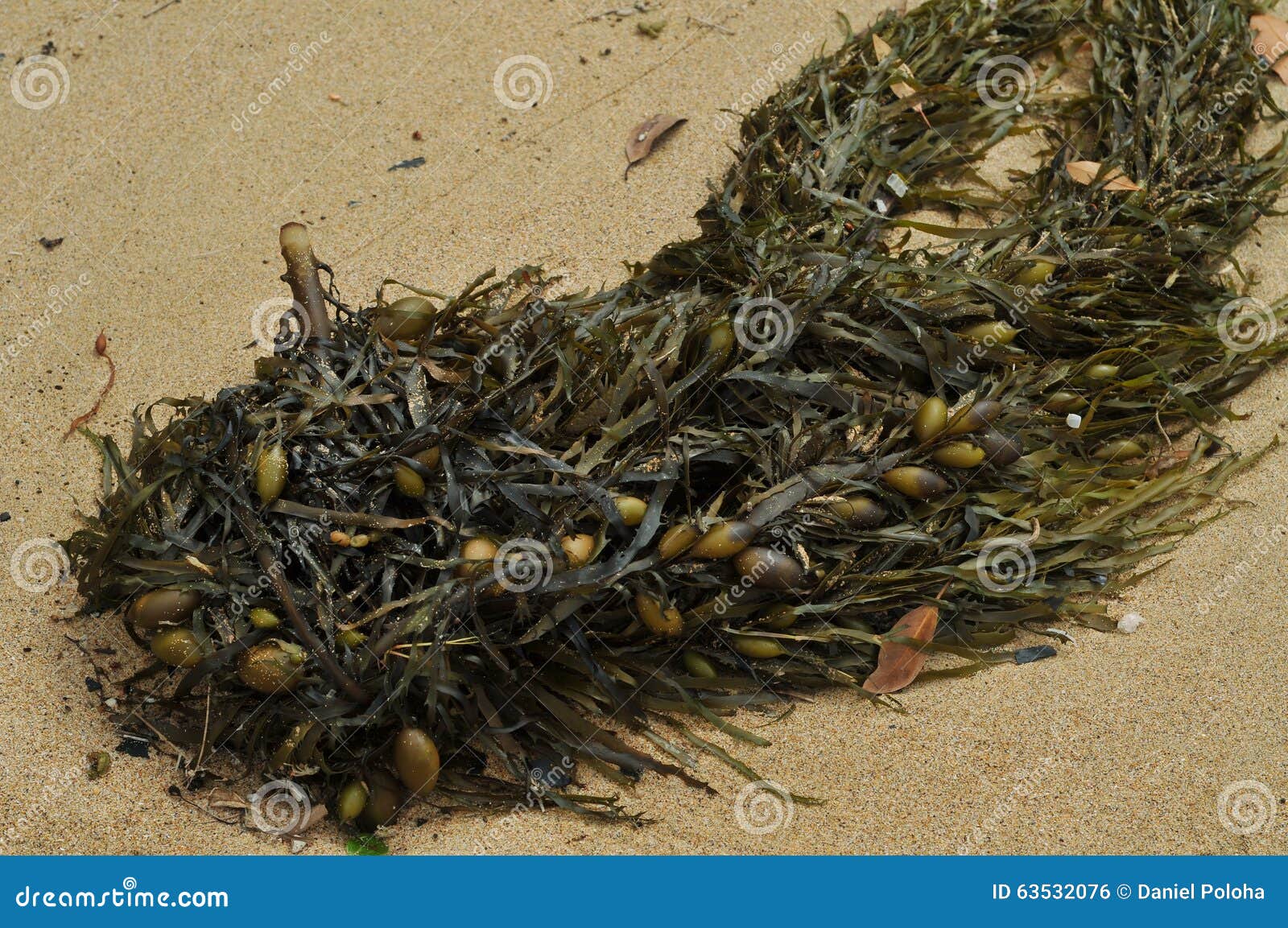 Washed up seaweed stock photo. Image of shoreline, beach - 63532076