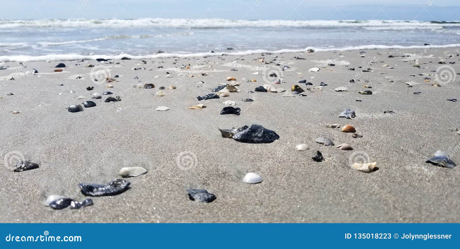 Washed up stock image. Image of sand, shells, coast - 135018223