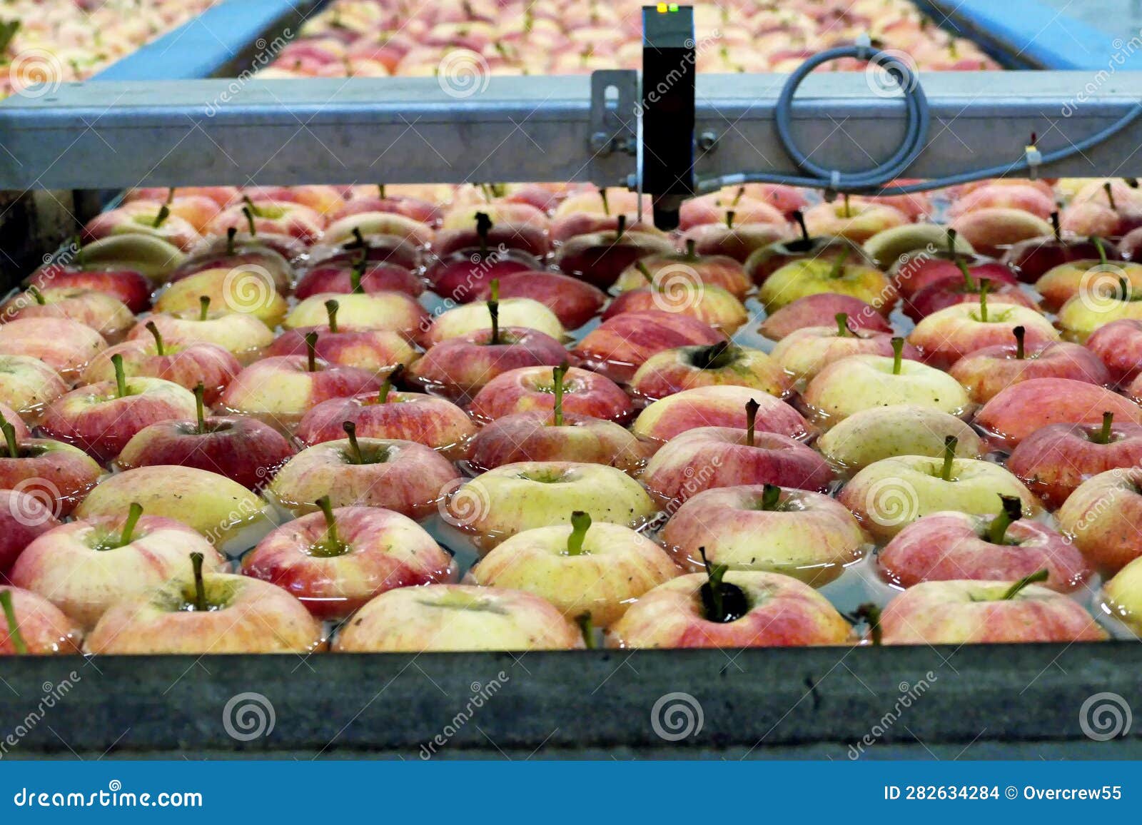 Washing Apples in Fruit Processing Factory Stock Photo - Image of ...