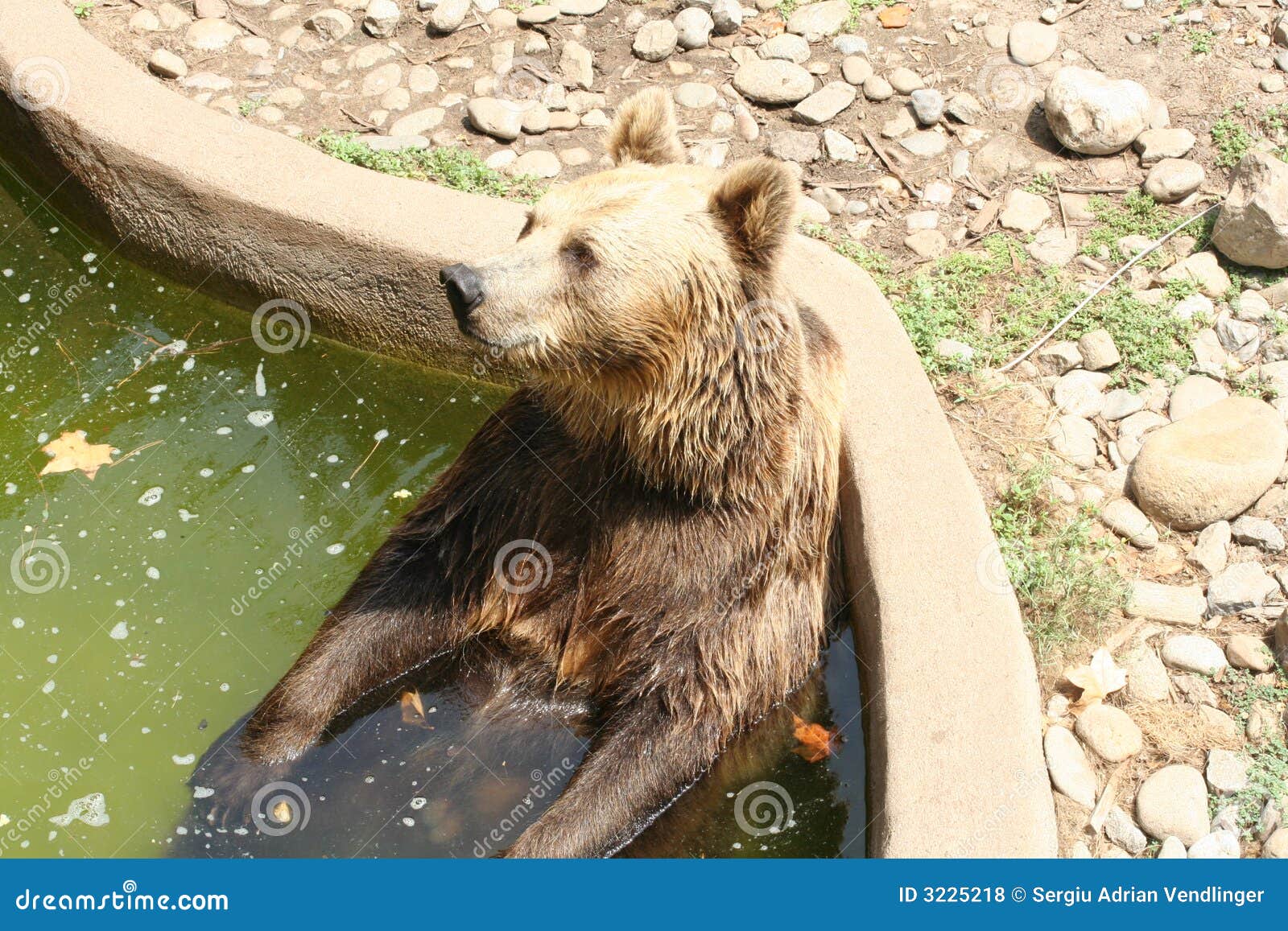 Washing bear stock photo. Image of snow, mammal, bear - 3225218