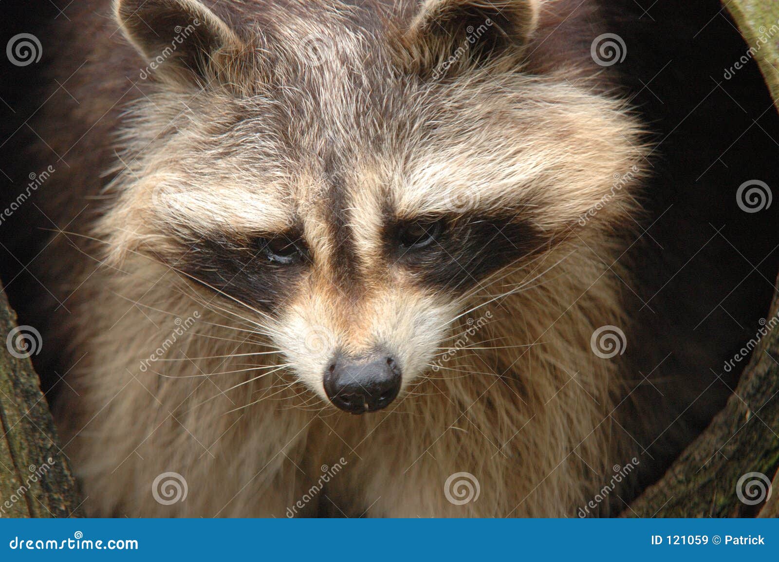 A washing-bear, raccoon stock image. Image of playful, natural - 121059