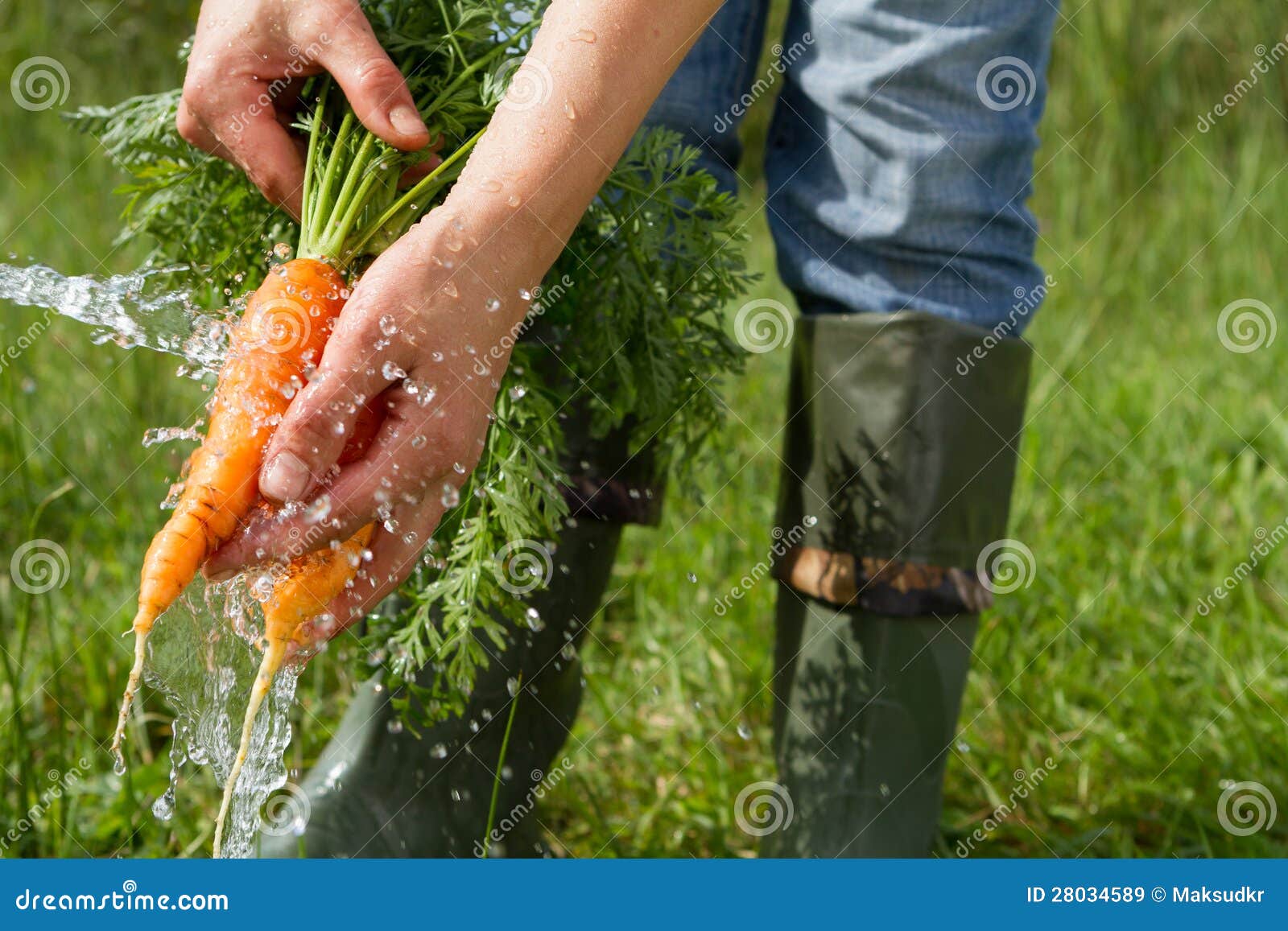 Washing carrots stock image. Image of bunch, splash, outdoors - 28034589
