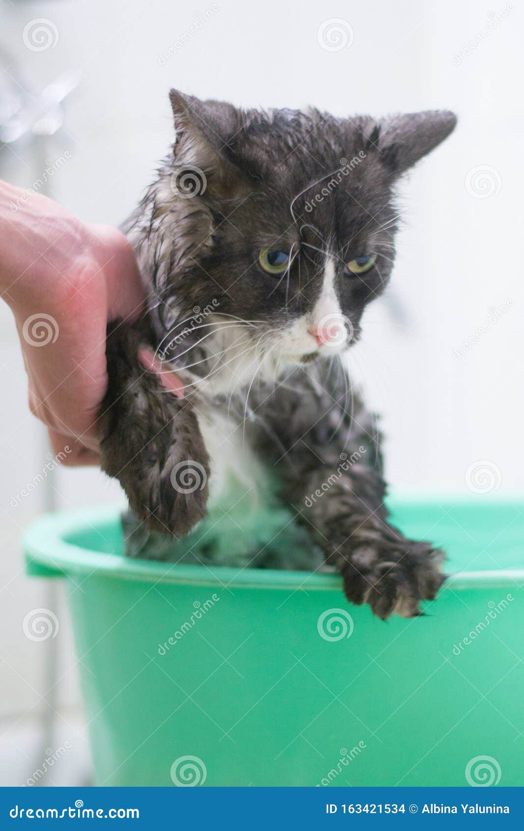 Washing a cat stock photo. Image of cute, looking, beautiful - 163421534