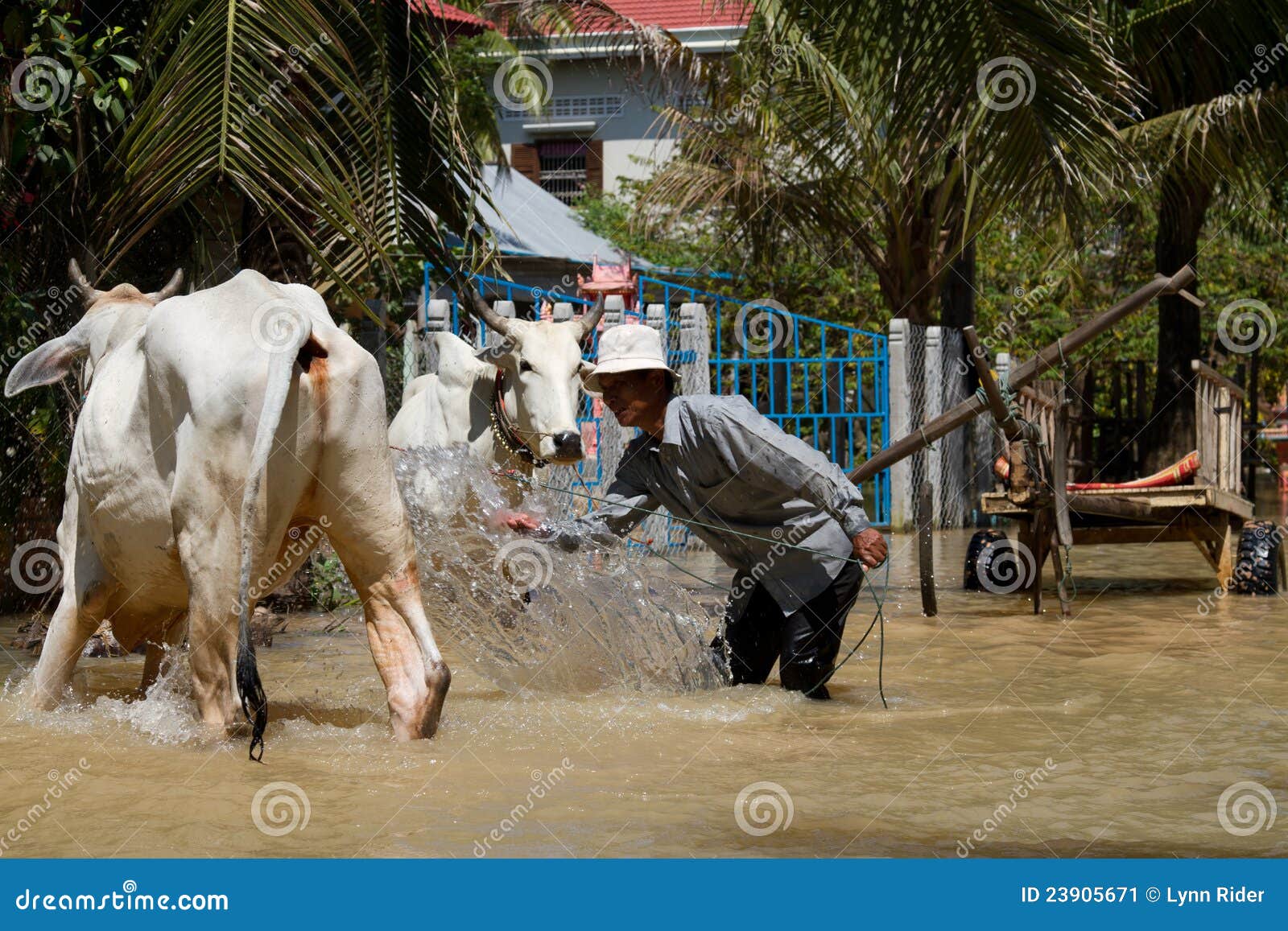 Washing the cattle editorial photo. Image of asian, tourism - 23905671