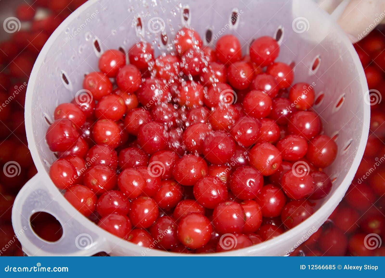 Washing cherries stock image. Image of closeup, tart - 12566685