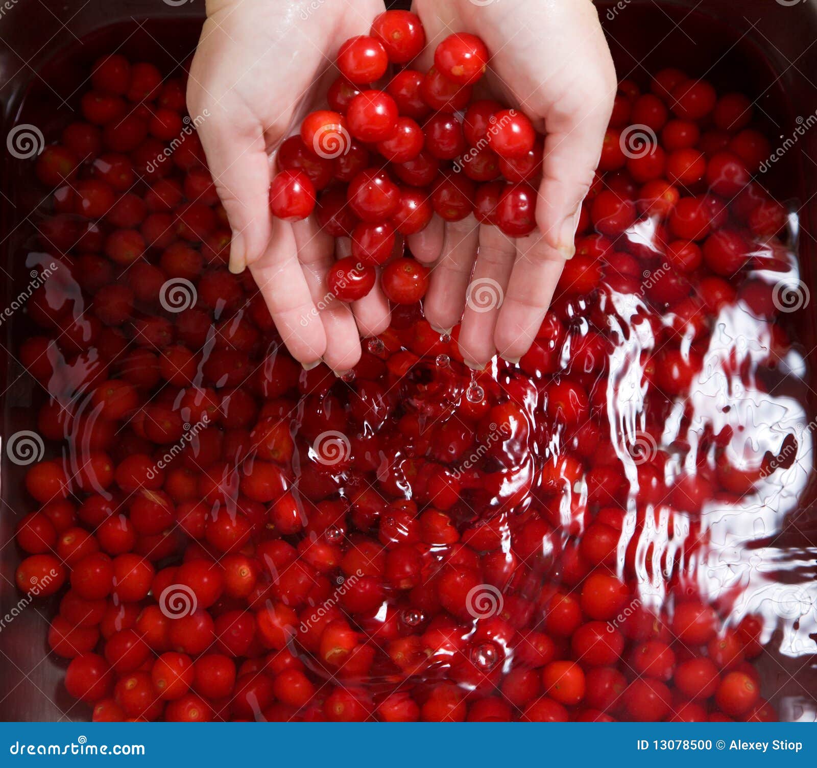 Washing cherries stock photo. Image of female, vibrant - 13078500