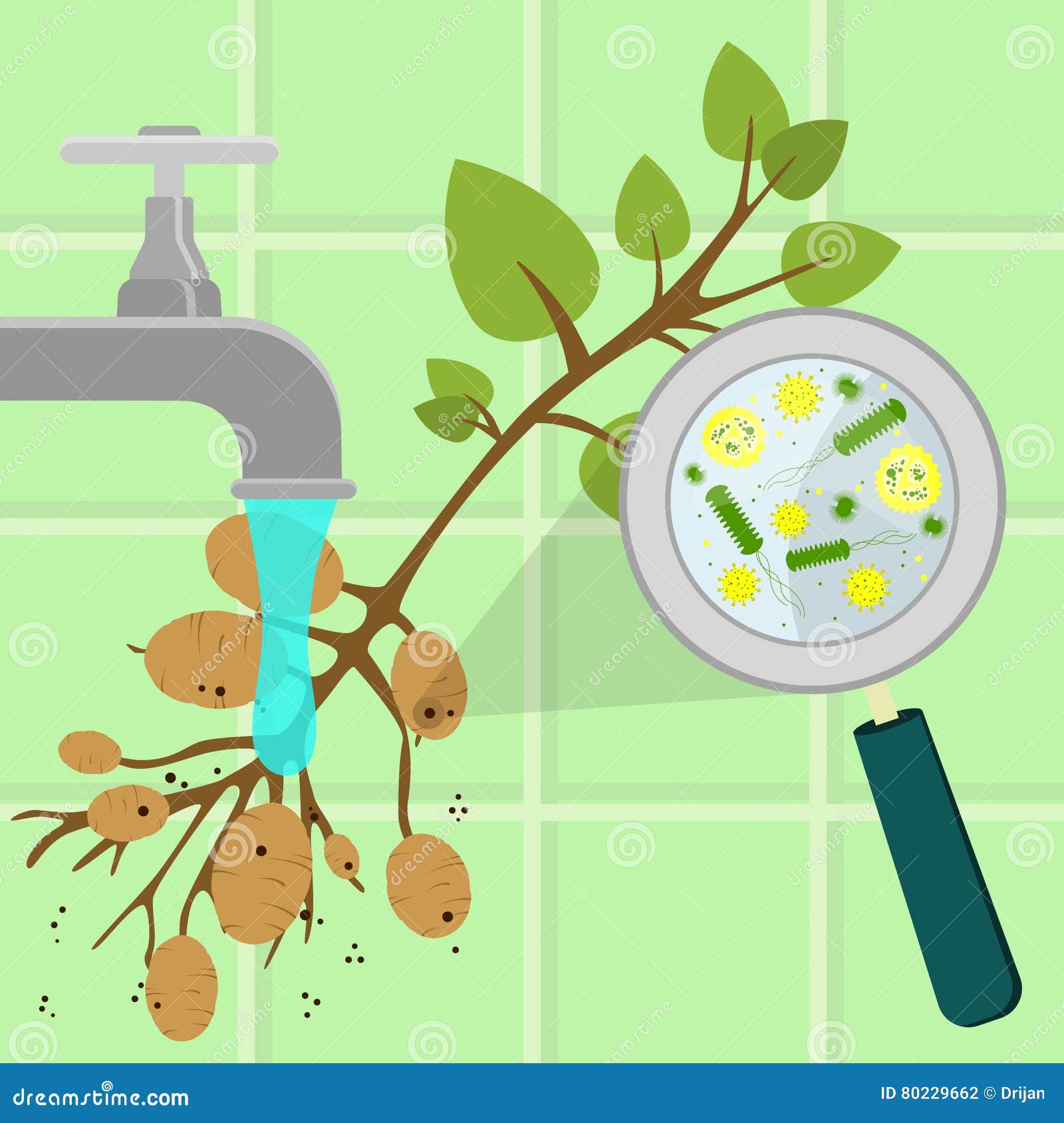 Washing Contaminated Potato Tree Stock Vector - Illustration of ...