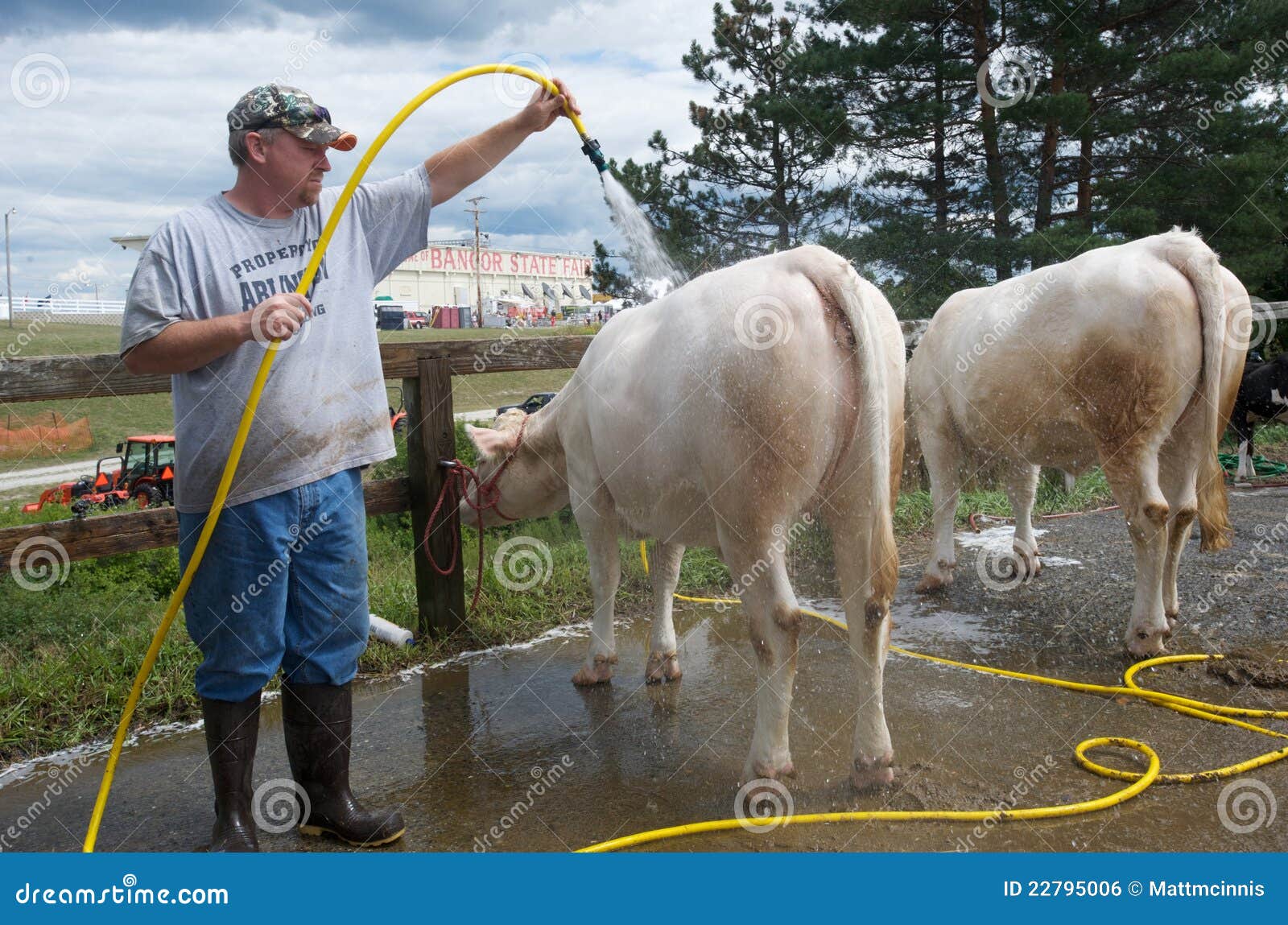 Washing Cows at a State Fair Editorial Photo - Image of state, hoses ...