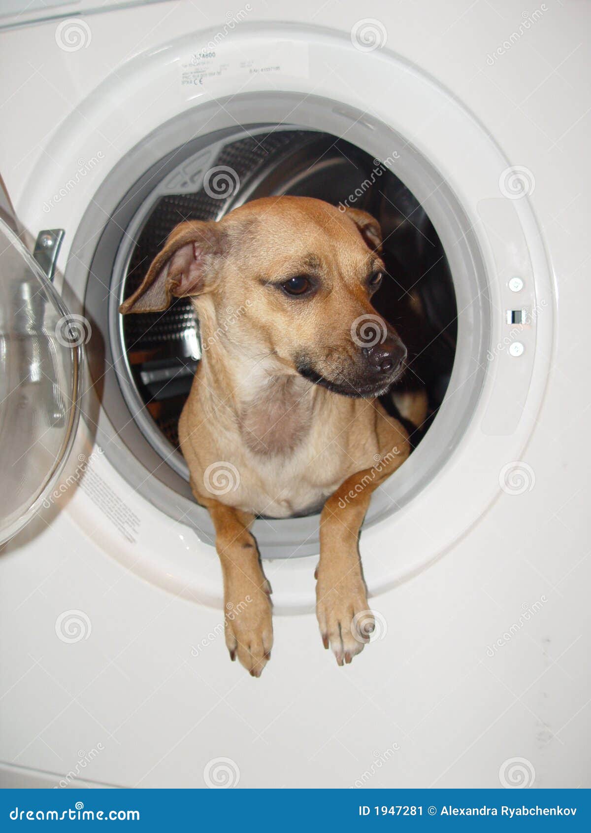 Washing and dog stock image. Image of humor, smiling, bathtub - 1947281