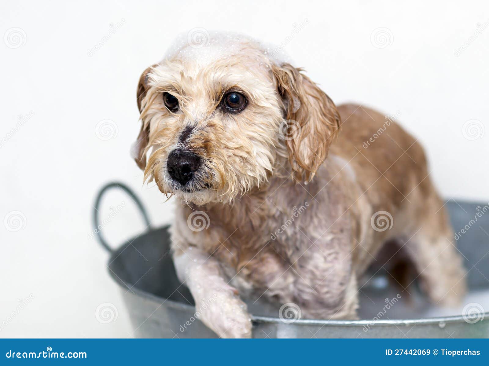 Washing the dog stock image. Image of shampoo, domestic - 27442069