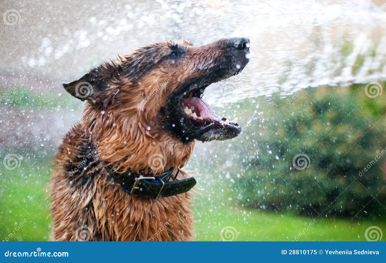 Washing the dog stock image. Image of beautiful, bathing - 28810175