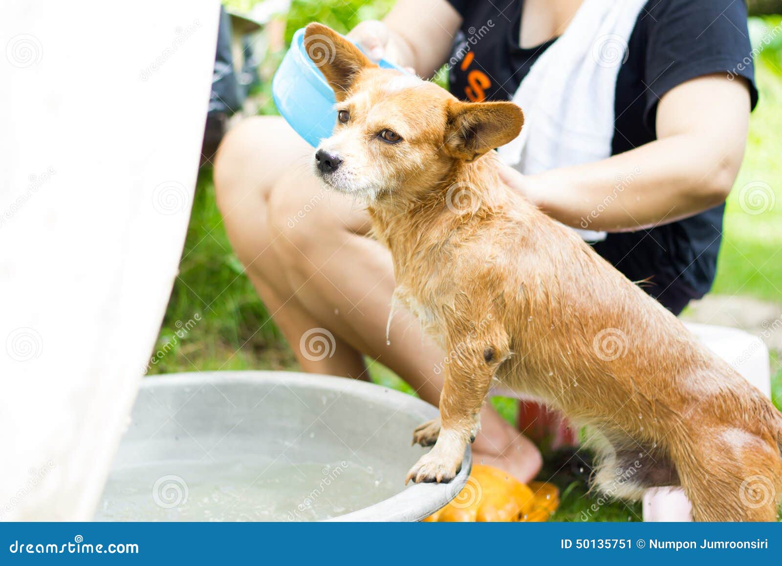 Washing the Dog stock image. Image of body, domestic - 50135751