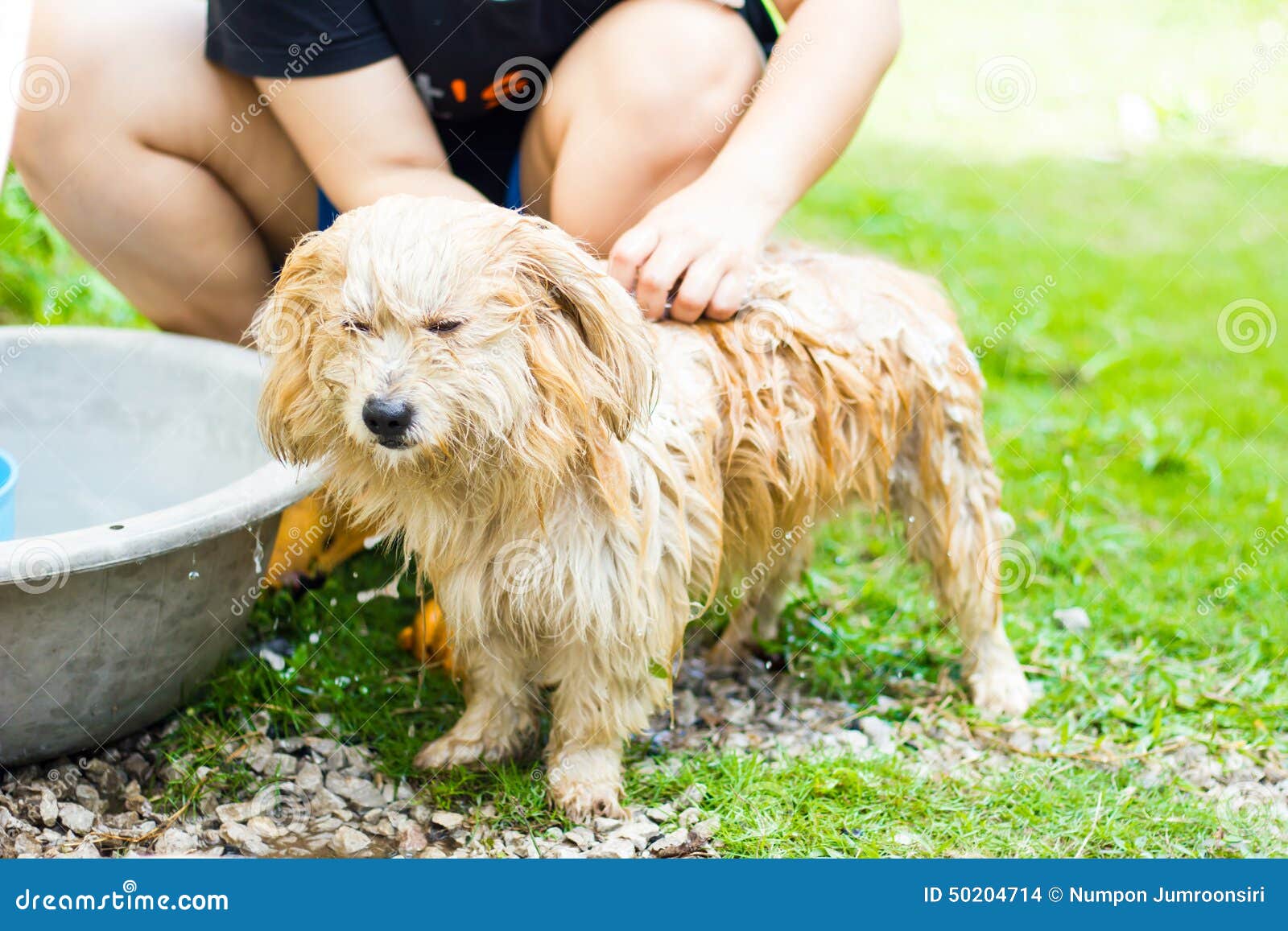 Washing the Dog stock photo. Image of plastic, hair, happy - 50204714