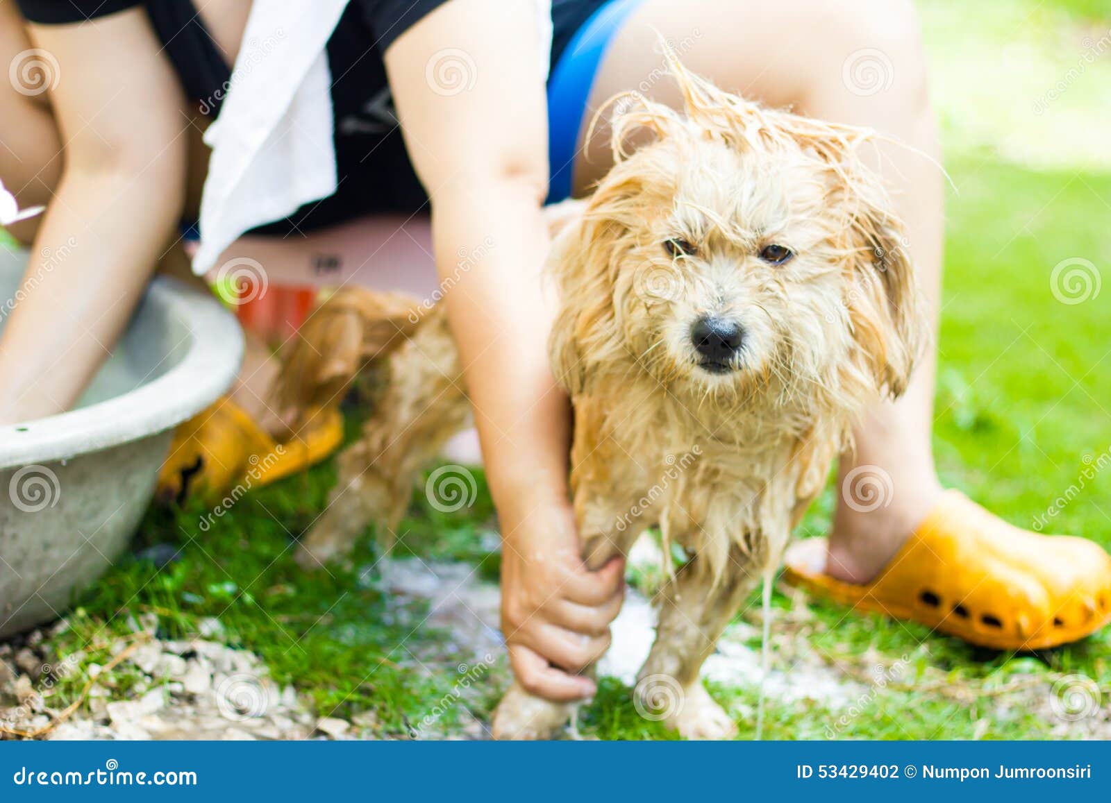 Washing the Dog stock photo. Image of bathing, freshness - 53429402