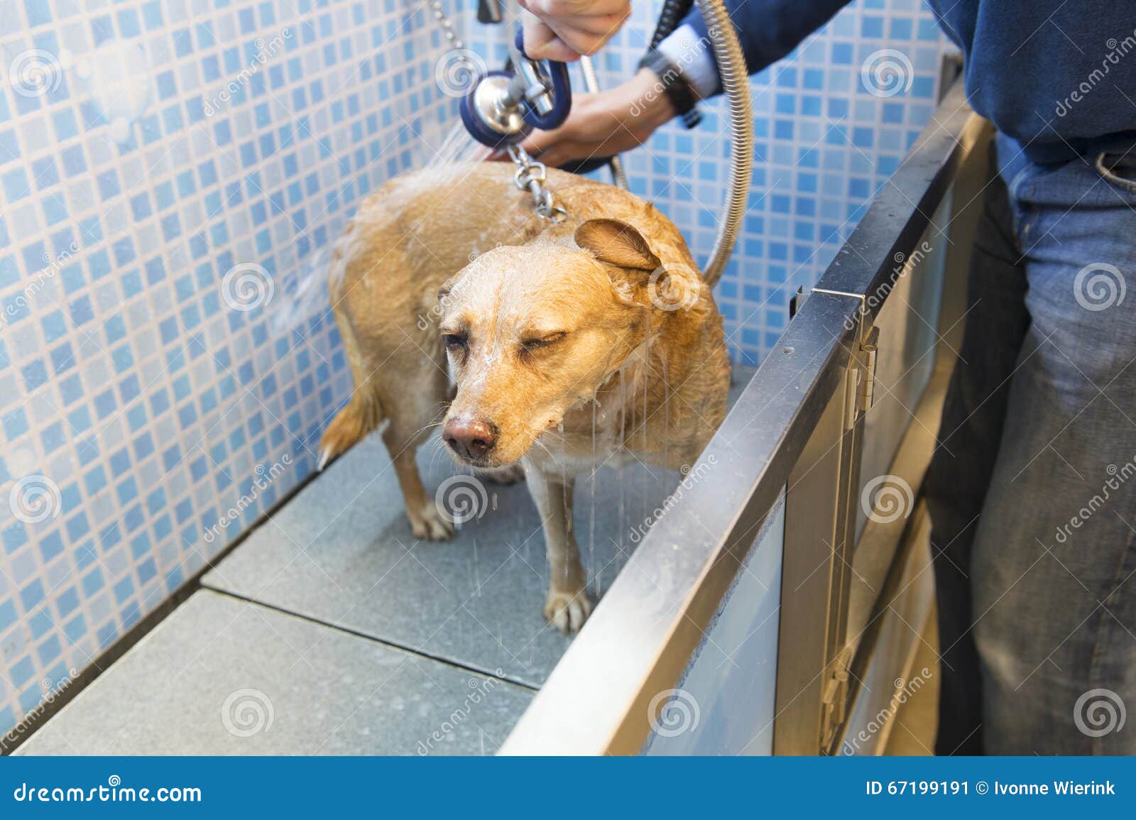 Washing the dog stock image. Image of cleaning, clean - 67199191