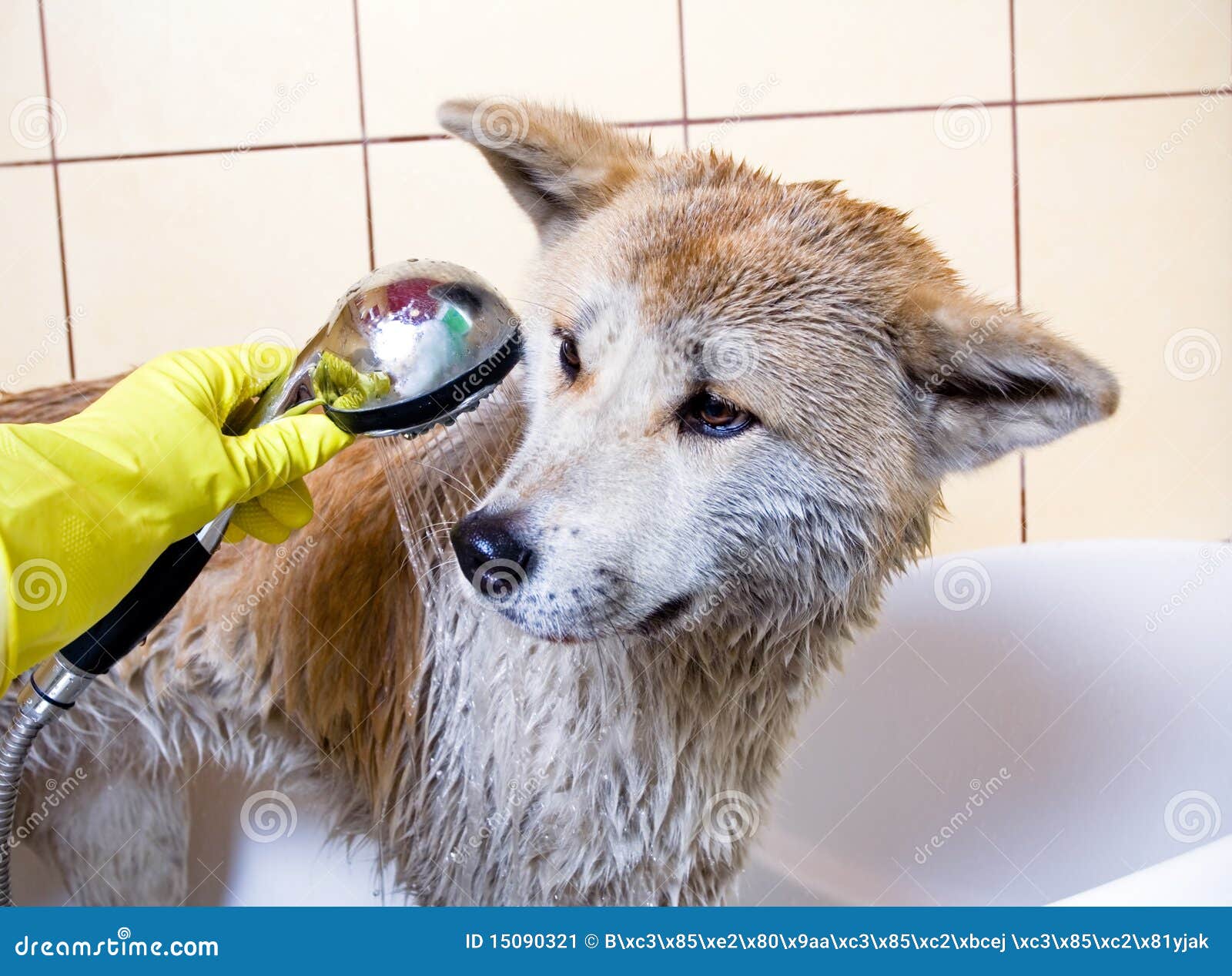 Washing the dog at home stock image. Image of purebred - 15090321