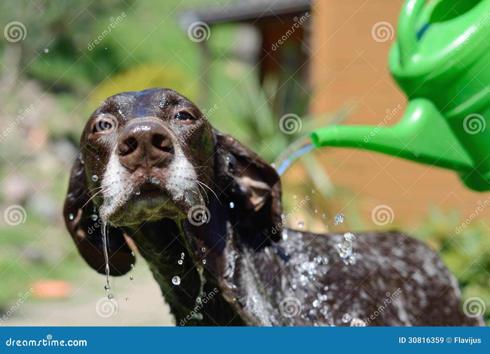Washing the dog stock image. Image of splash, hygienic - 30816359