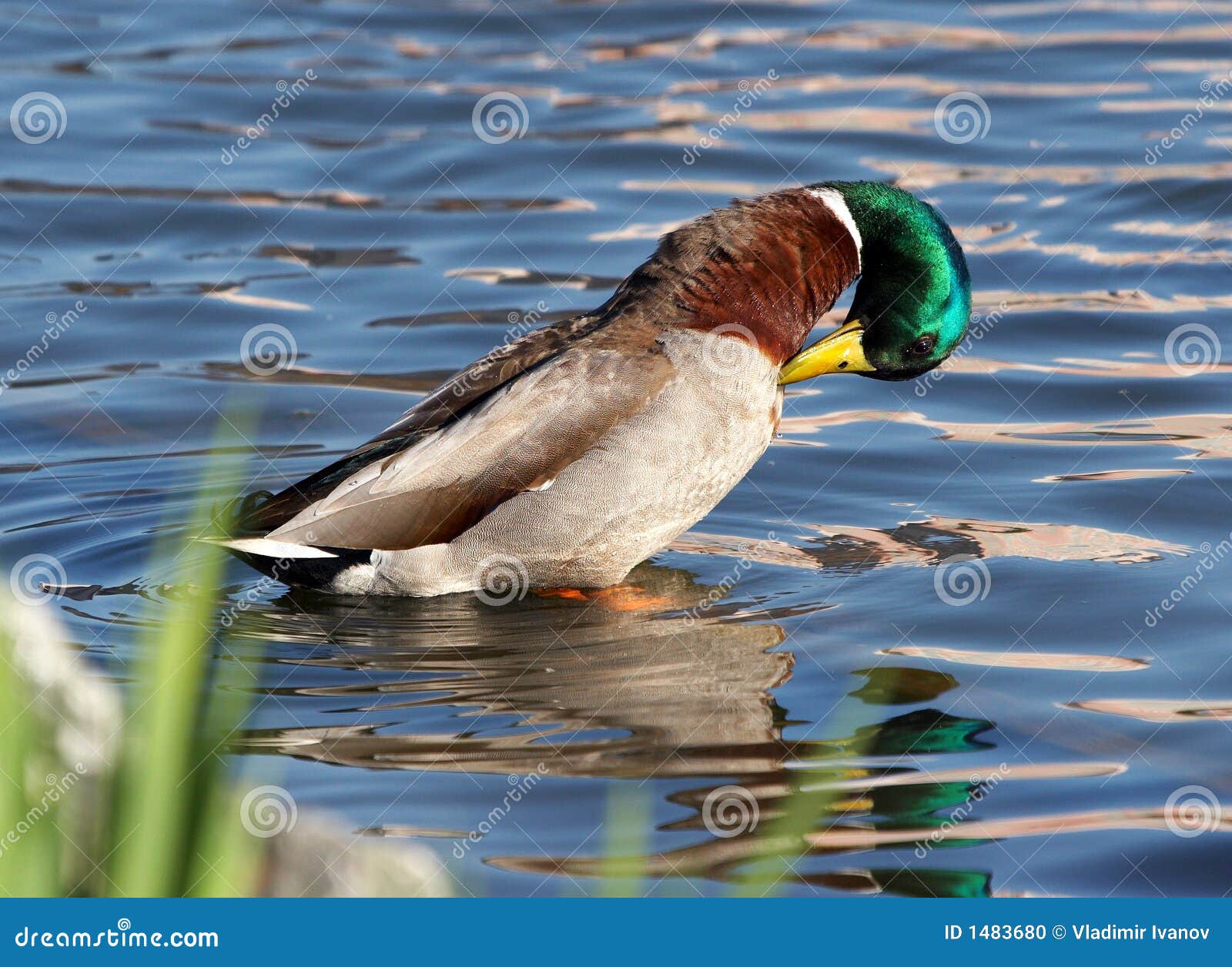 Washing duck stock photo. Image of clean, bank, mallard - 1483680