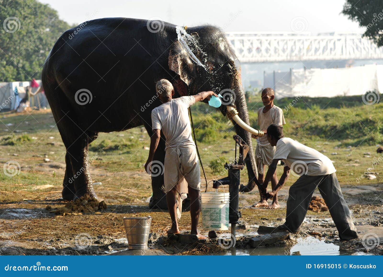Washing the elephant editorial image. Image of hindu - 16915015