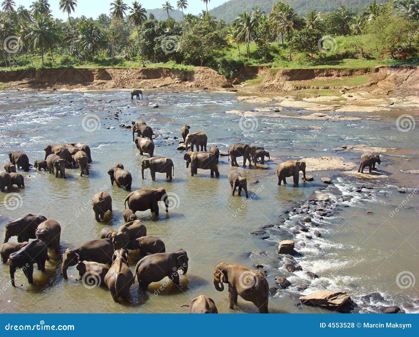 Washing elephants stock photo. Image of reserve, natural - 4553528