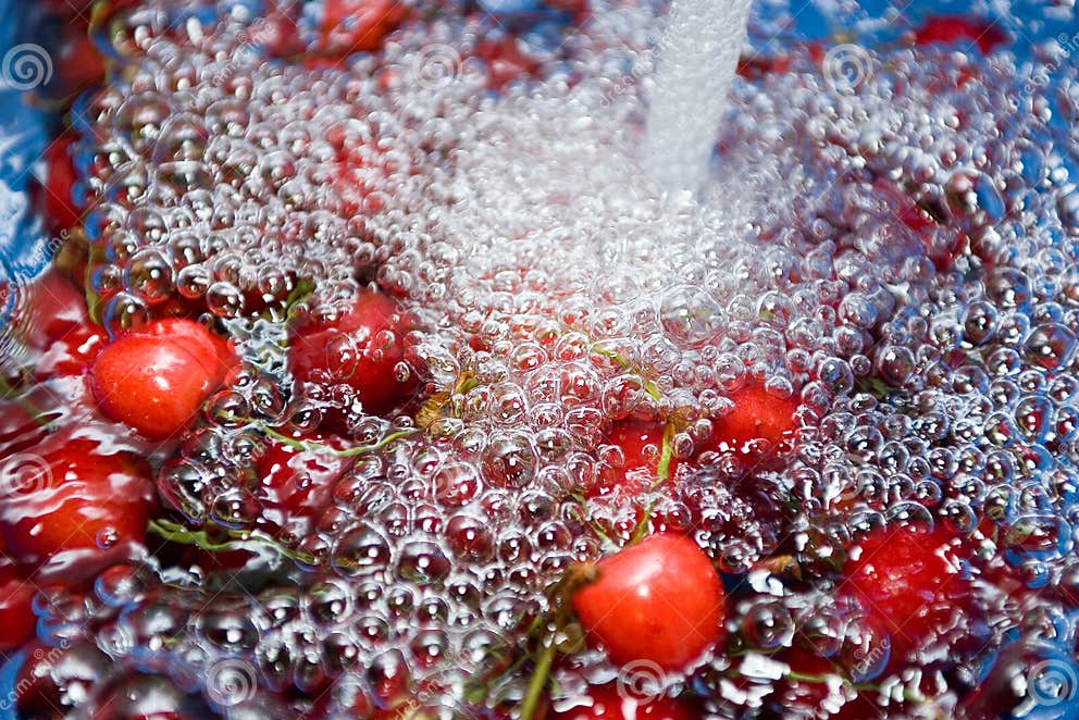 Washing fresh cherries stock image. Image of ripe, wash - 954743