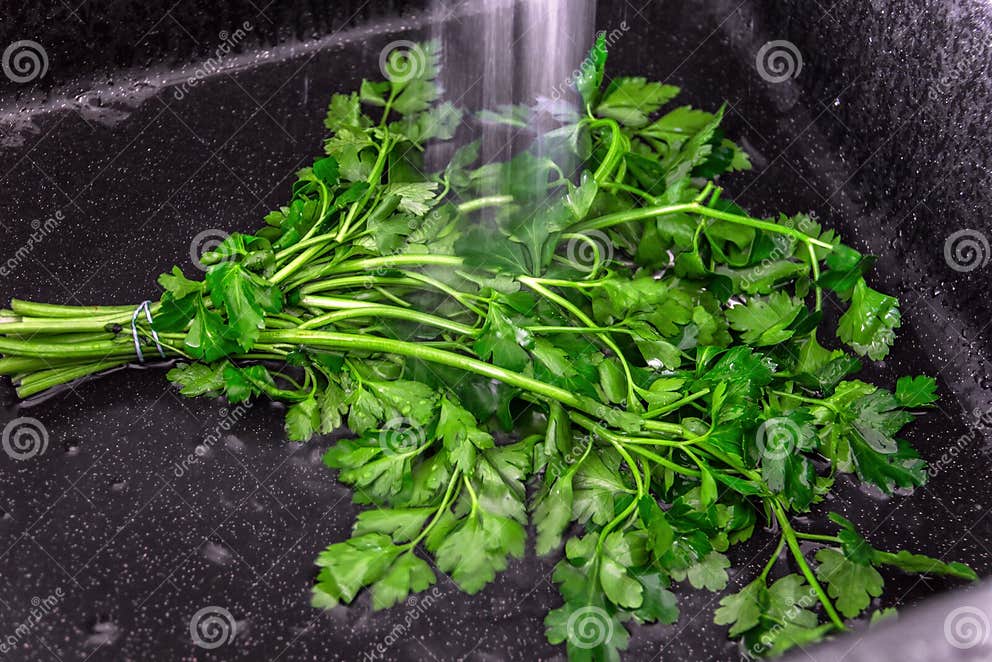 Washing Fresh Parsley in the Kitchen Stock Image - Image of cafe ...