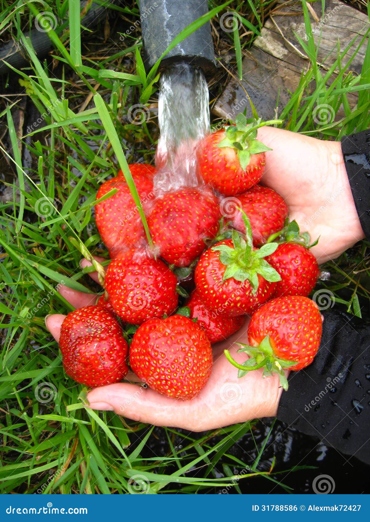 Washing of the Fresh Strawberry Stock Photo - Image of crop, bush: 31788586