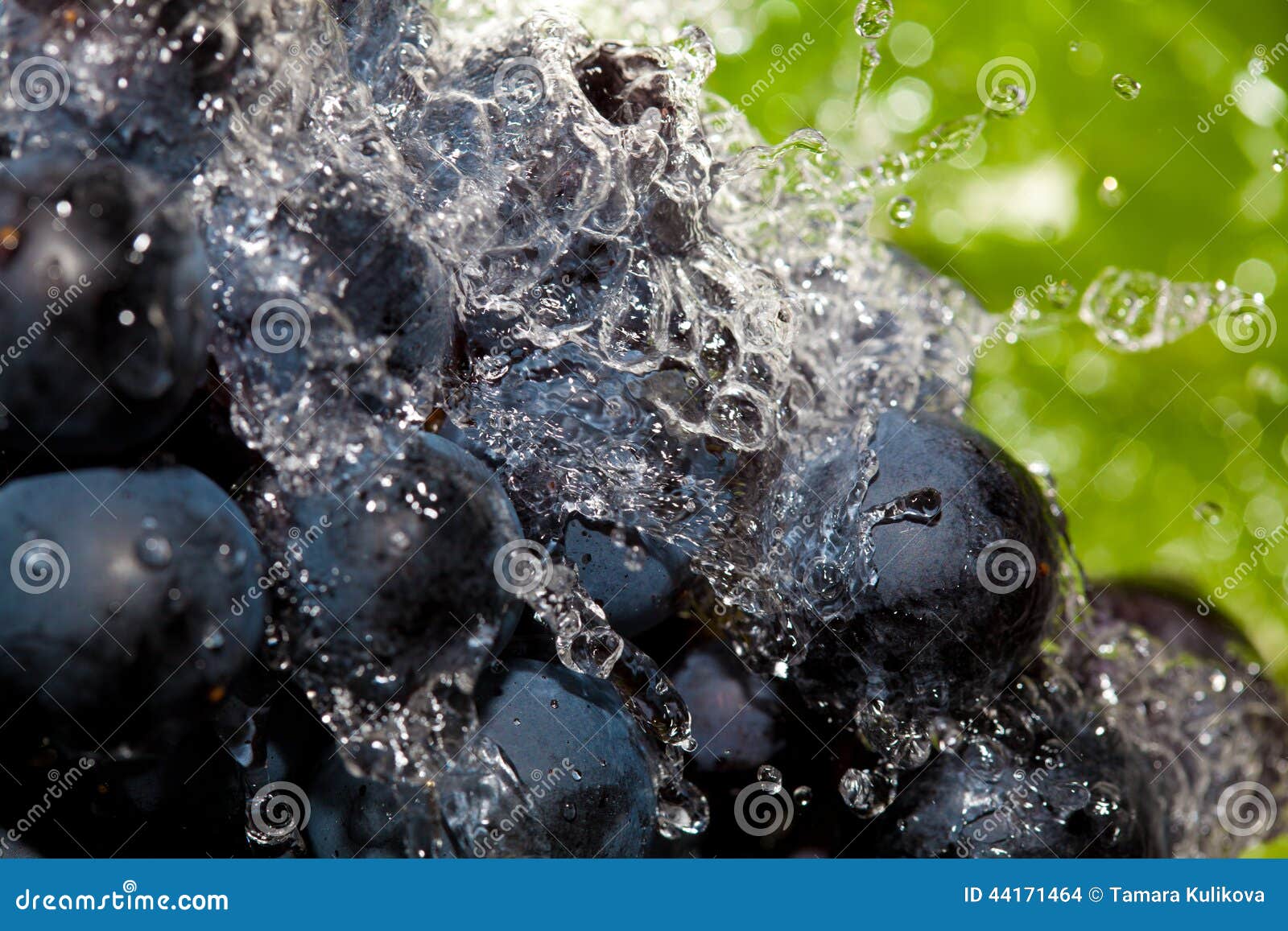 Washing grapes stock photo. Image of drops, wine, crop - 44171464
