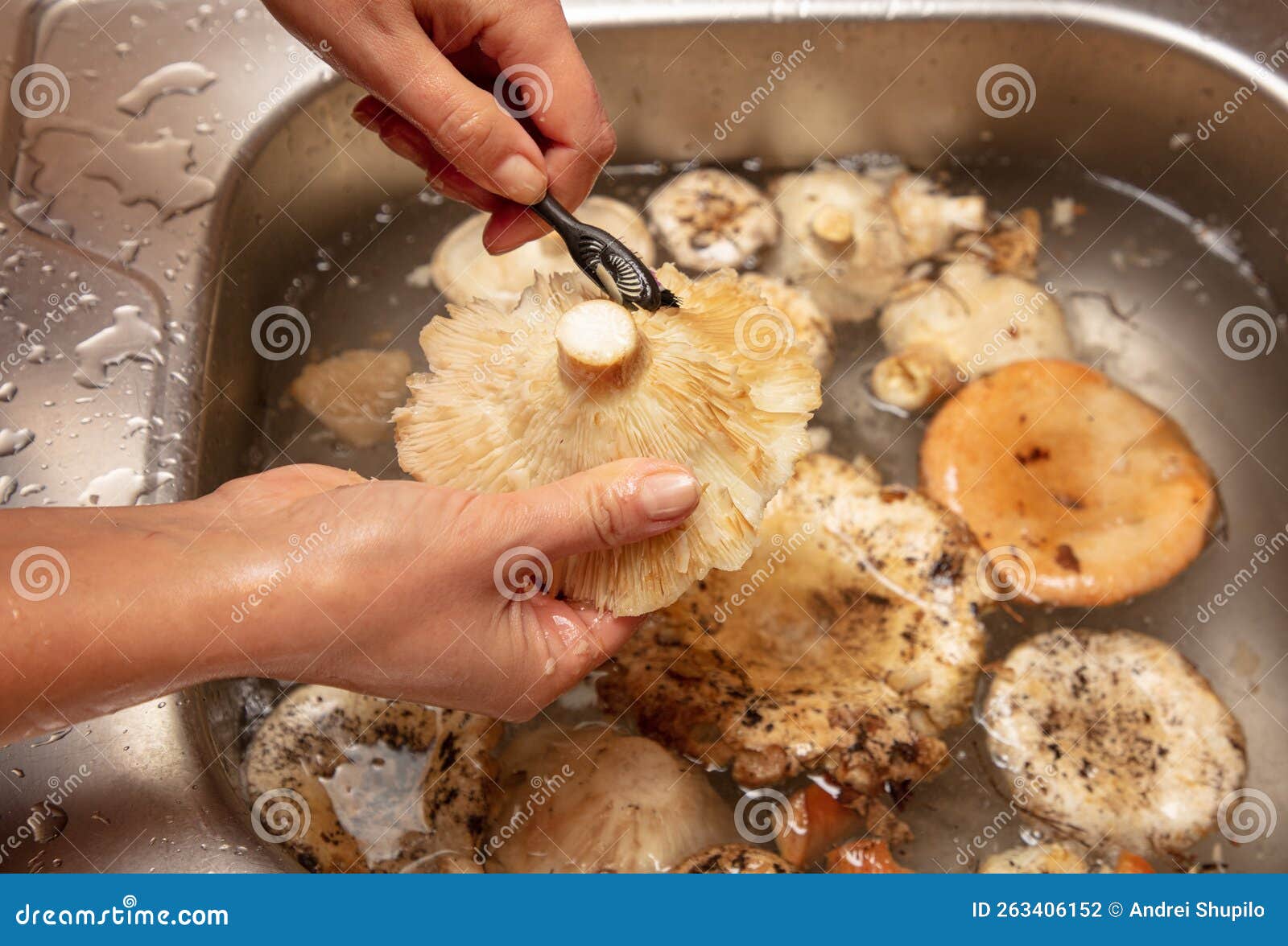 Washing Mushrooms with a Toothbrush Stock Photo - Image of fiber ...