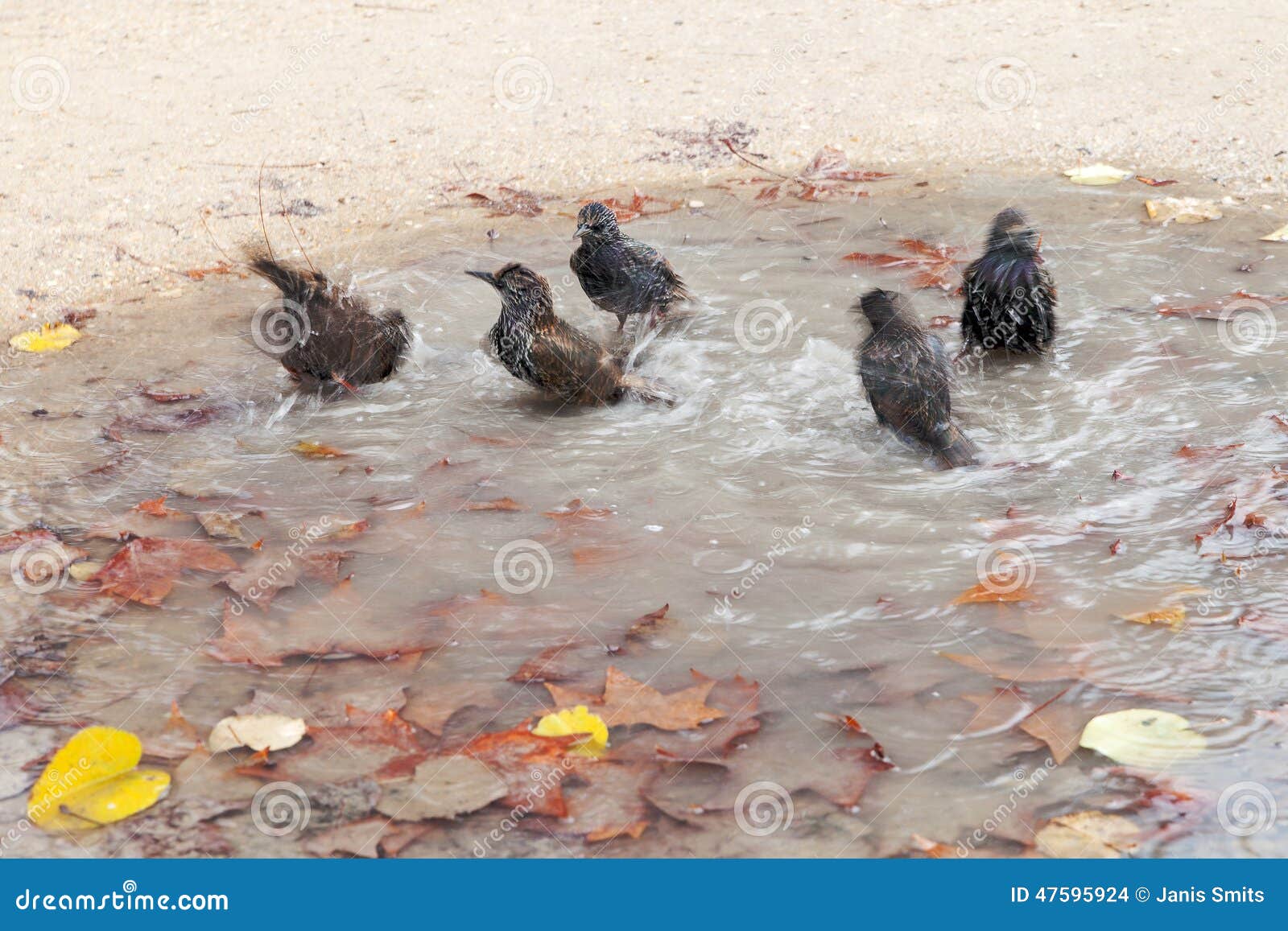 Washing in puddle. stock photo. Image of nature, pond - 47595924
