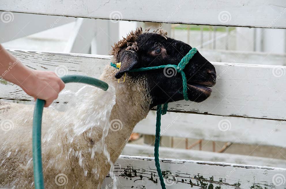 Washing sheep stock photo. Image of animal, mammal, stress - 26030050