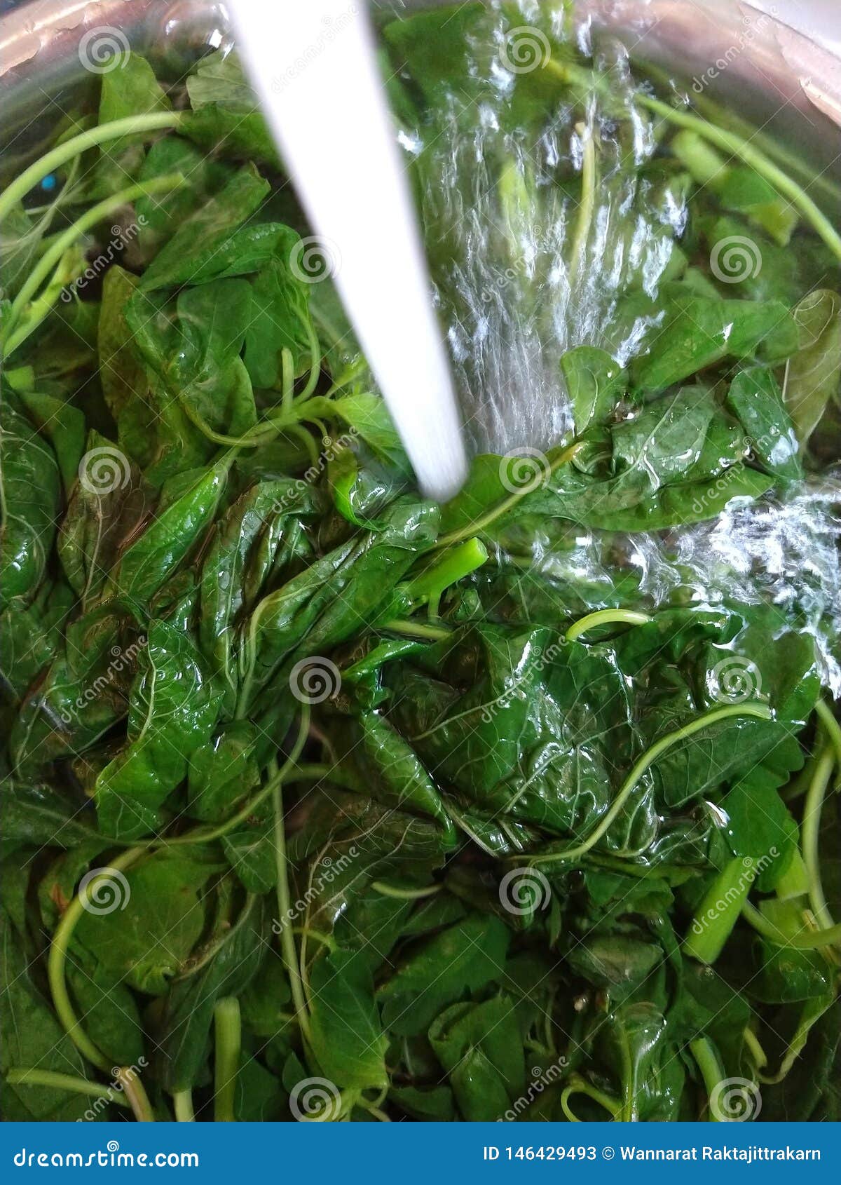 Washing Spinach and Soaking in the Water Stock Image - Image of soaking ...