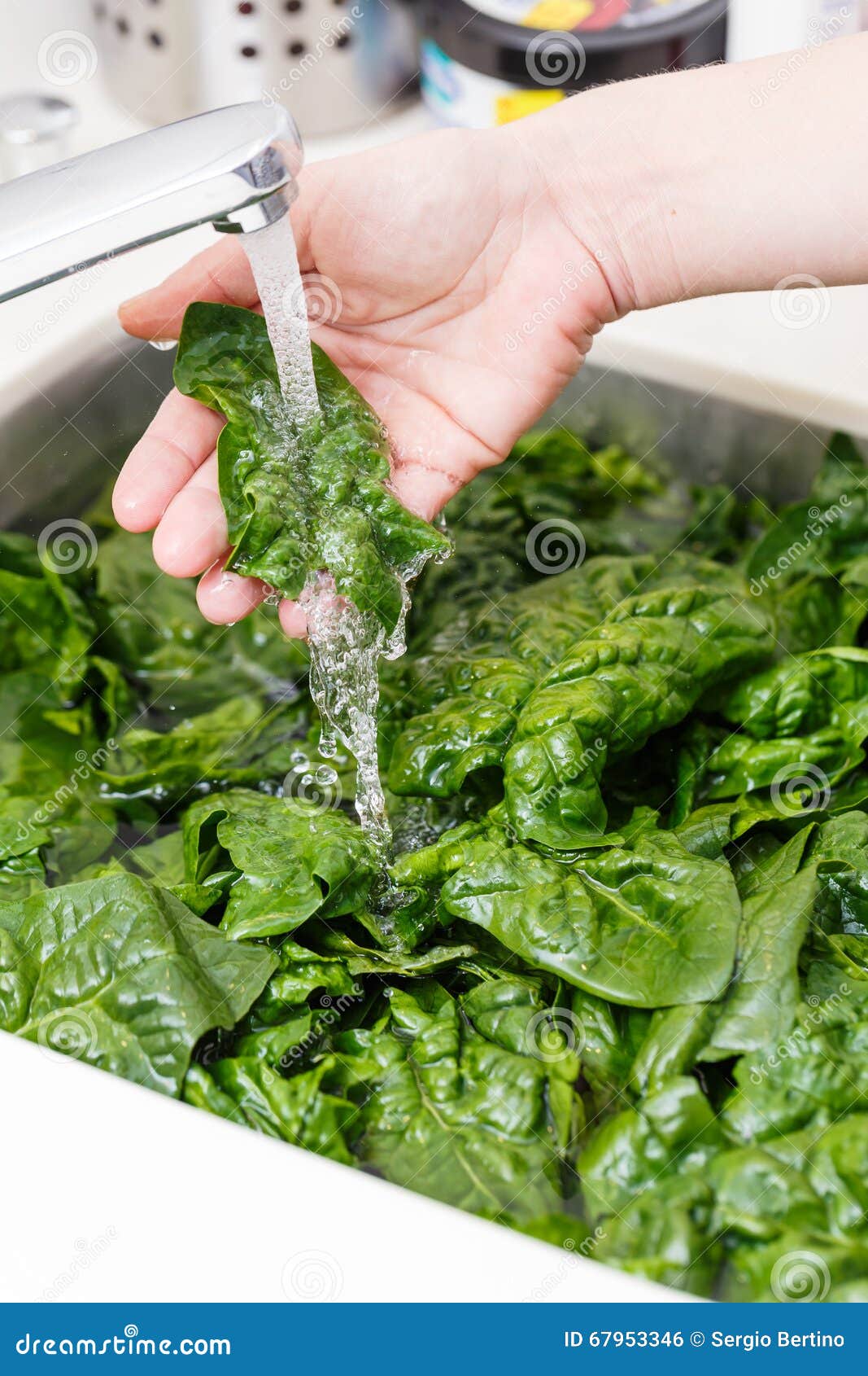 Washing Spinach Vegetables stock photo. Image of copy - 67953346