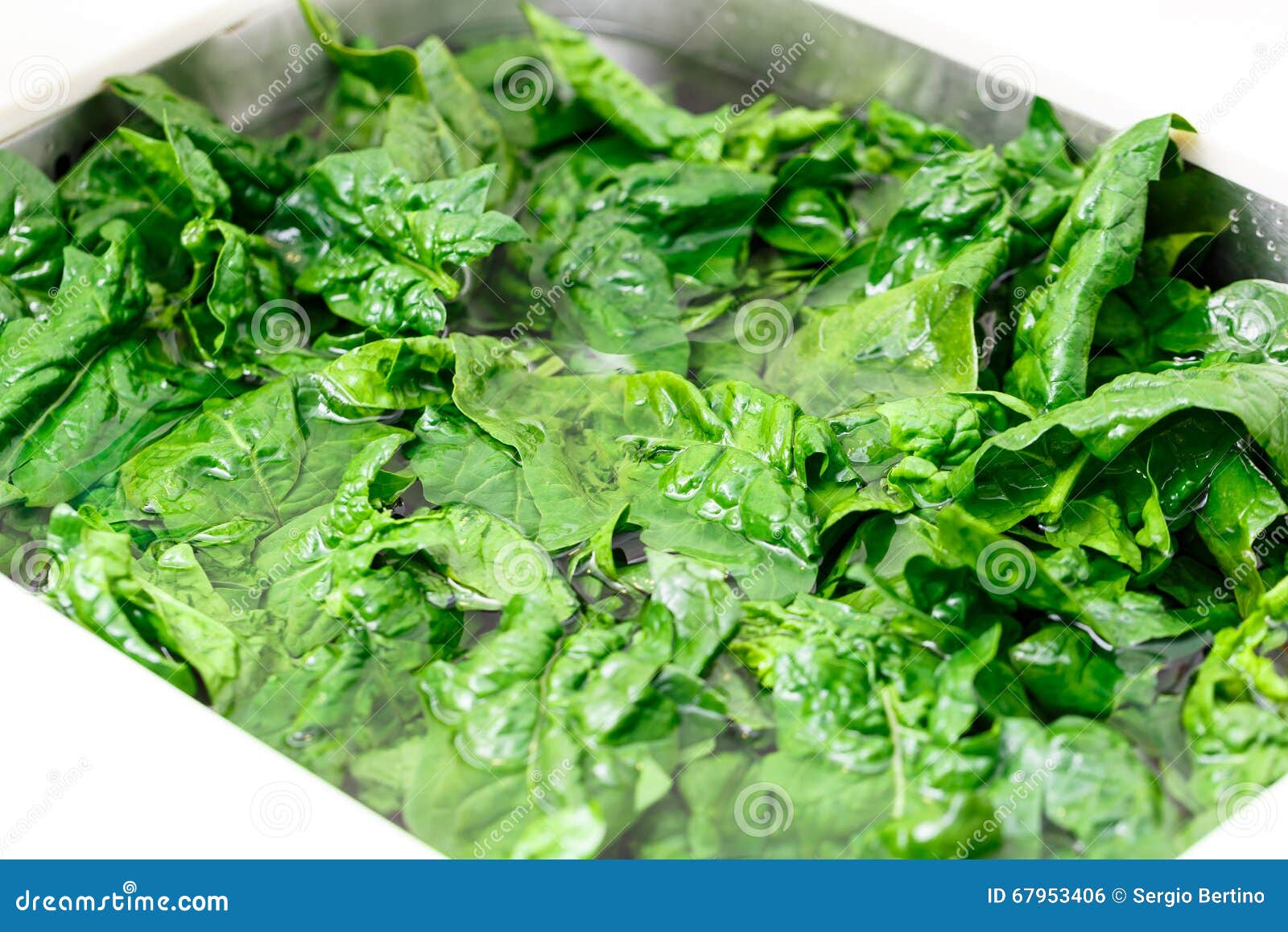 Washing Spinach Vegetables stock photo. Image of healthy - 67953406