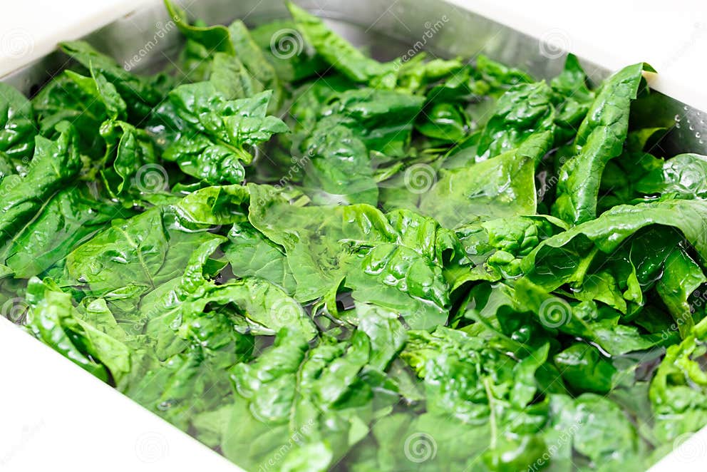 Washing Spinach Vegetables stock photo. Image of healthy - 67953406